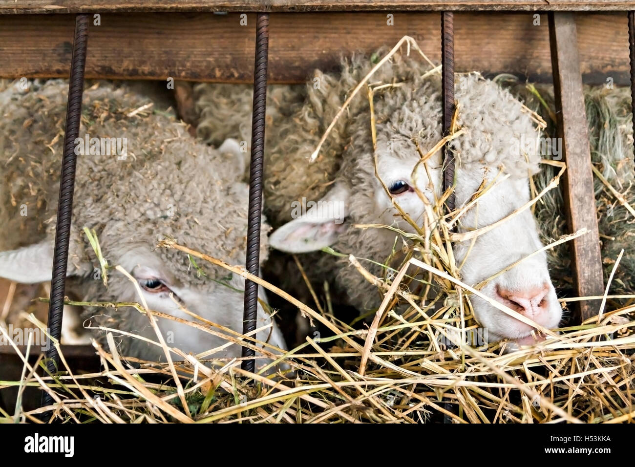 Portrait sheep eating hay animal hi-res stock photography and images ...