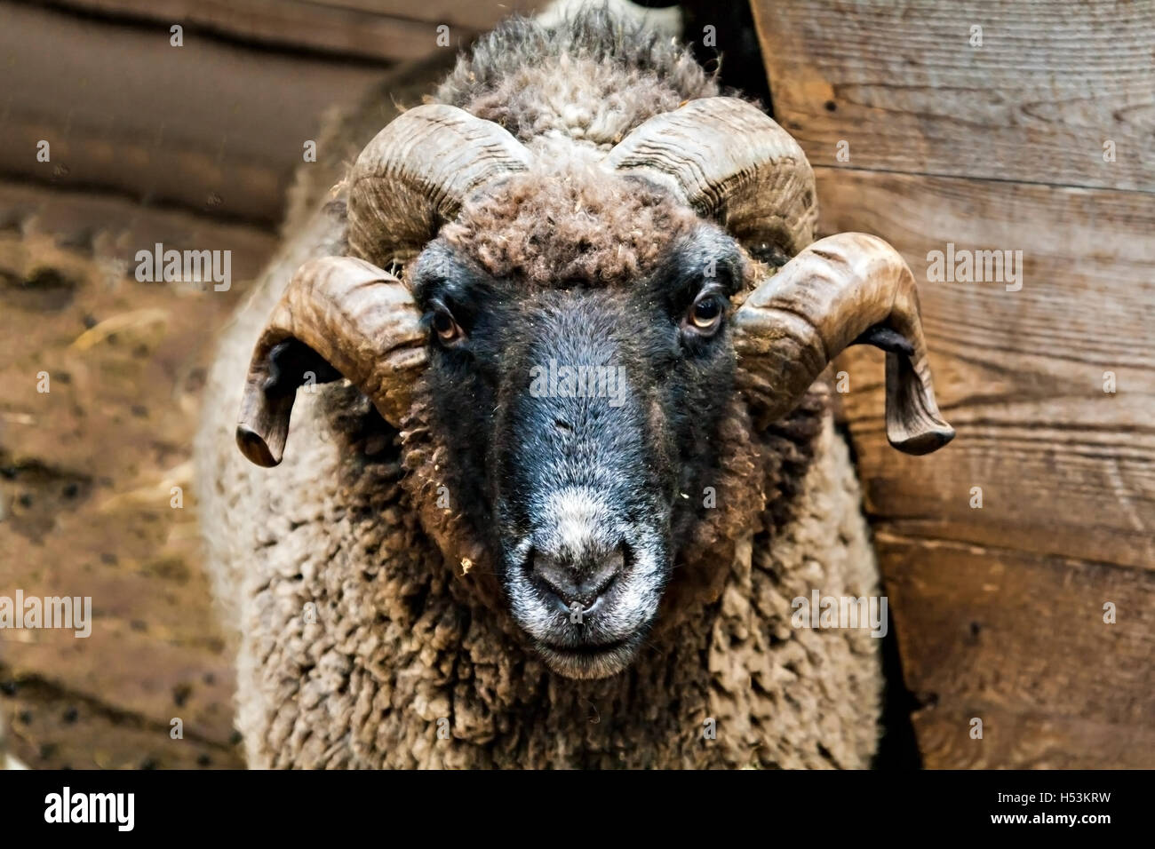 ram's head with large horns close up Stock Photo - Alamy