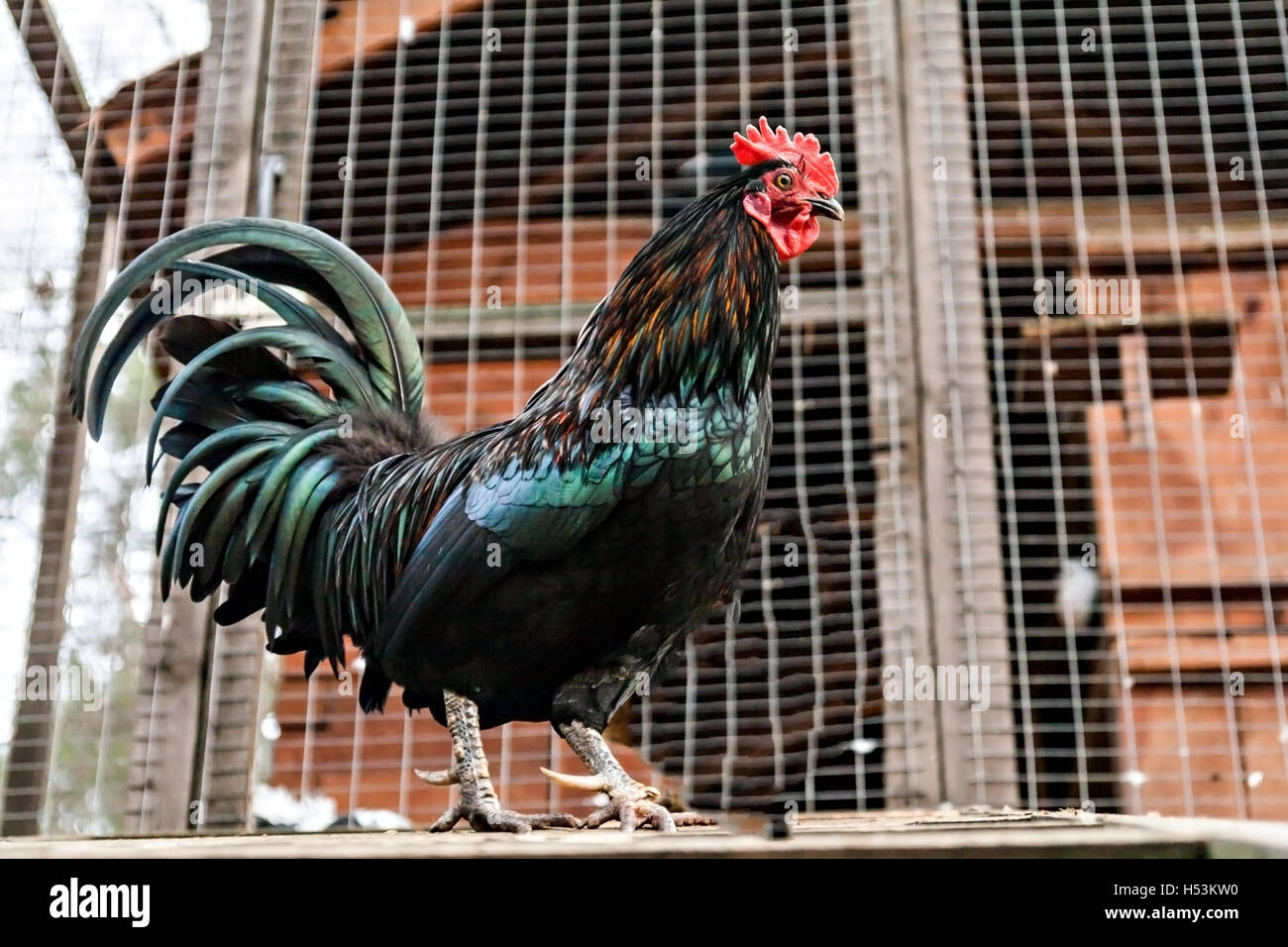 Long tailed rooster hi-res stock photography and images - Alamy