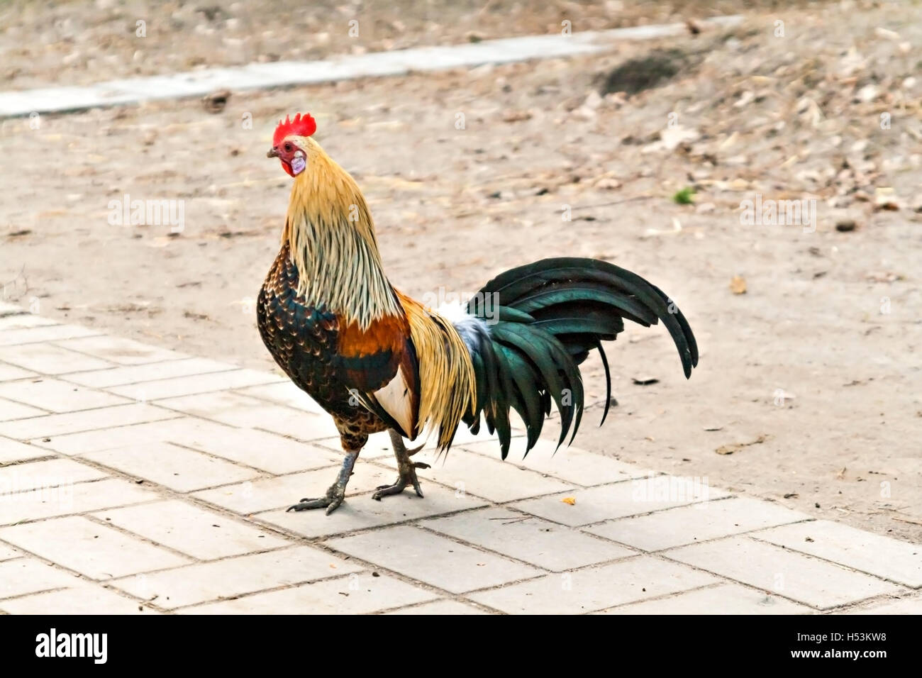 Long tailed chicken hi-res stock photography and images - Alamy