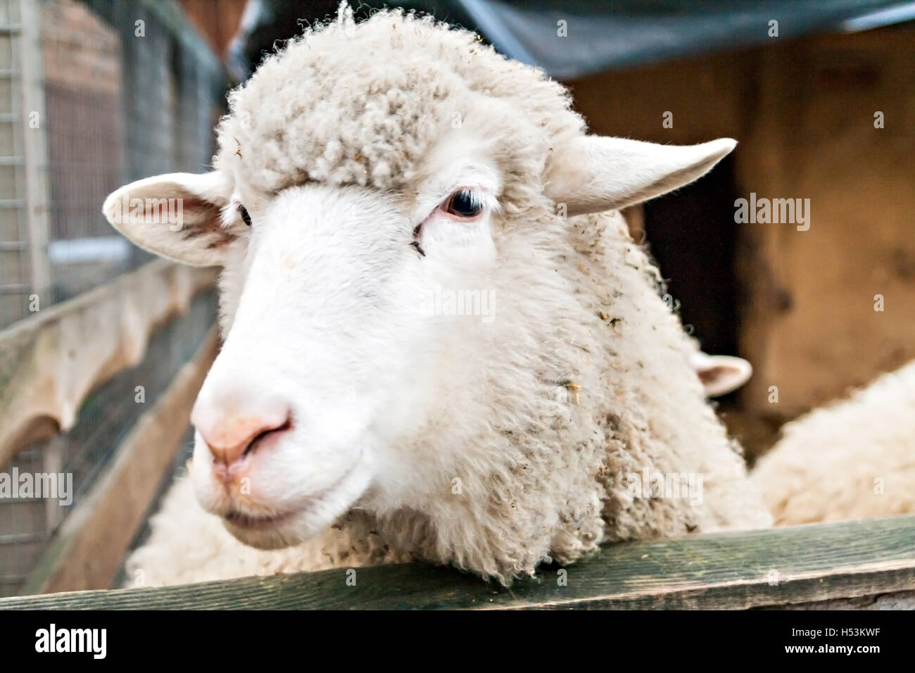 head of sheep in a pen close-up Stock Photo - Alamy