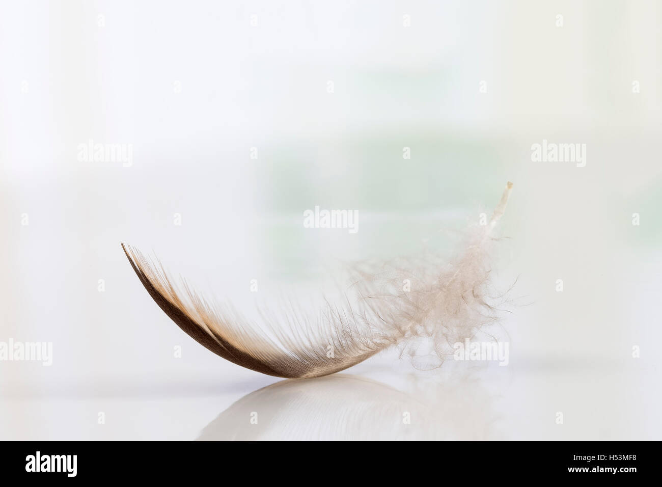 Lone feather in the sky, Symbol of softness Stock Photo - Alamy