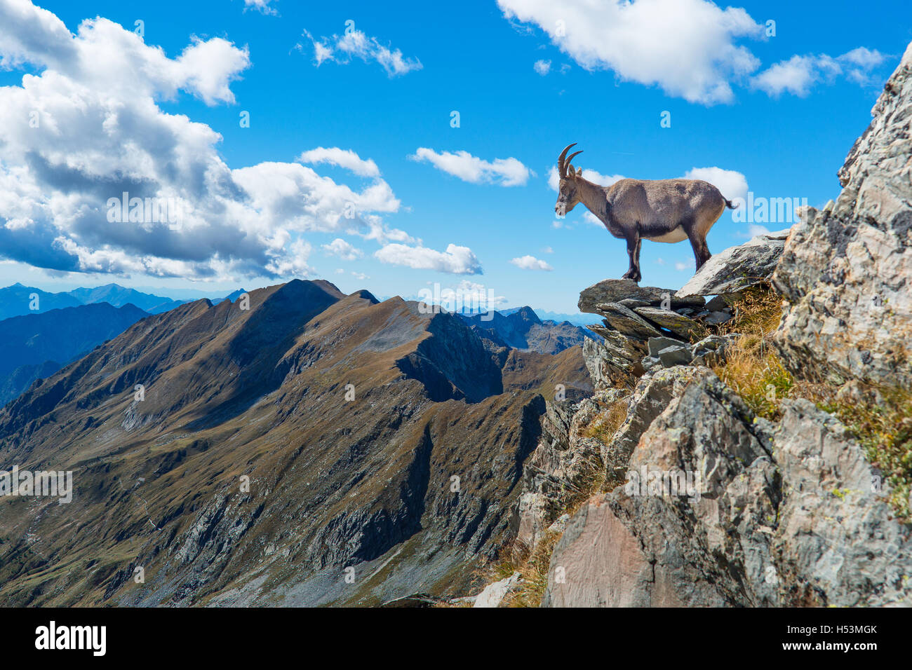 Ibex on rock in the mountains looks at the view Stock Photo - Alamy