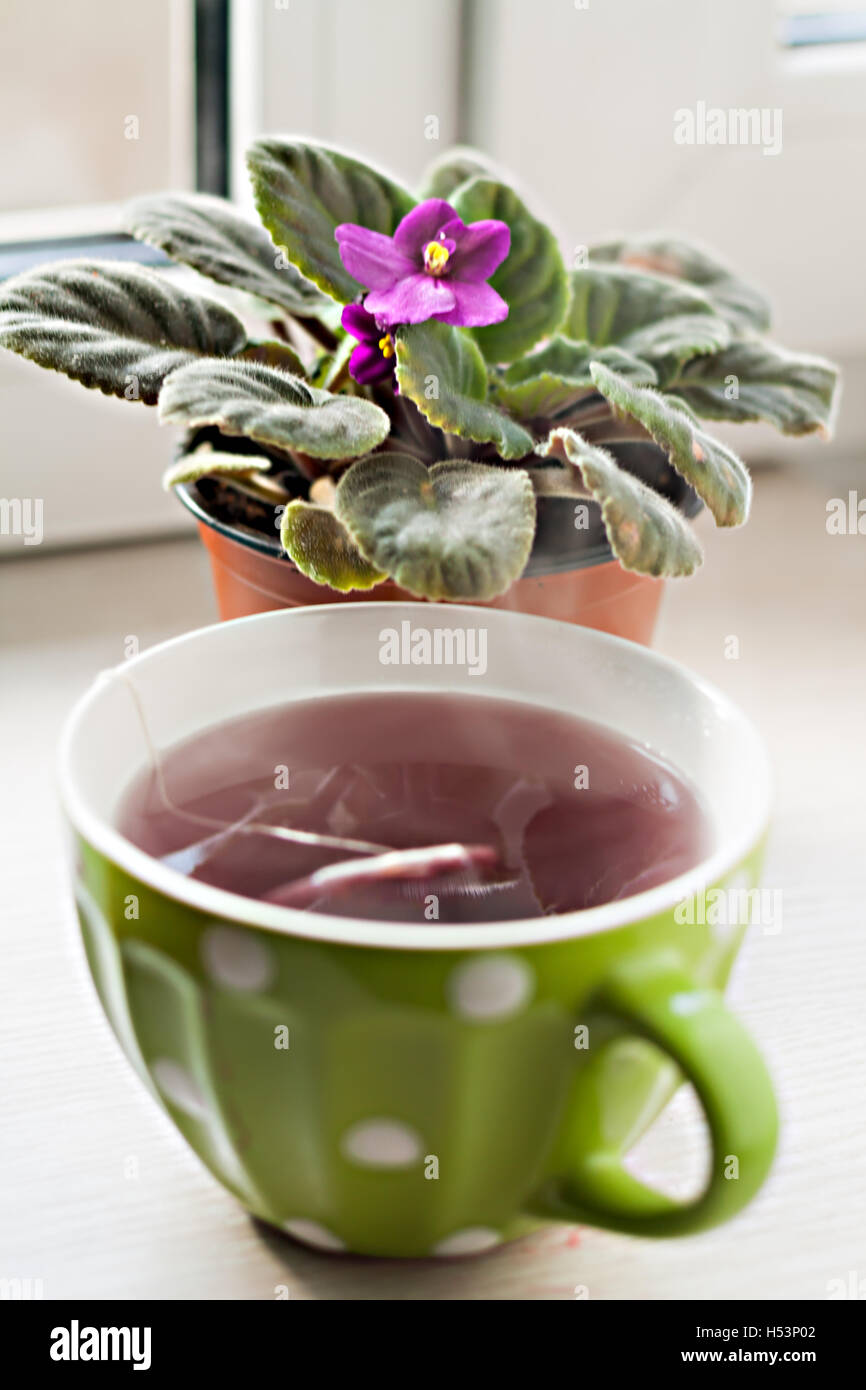 Violet Tea Viola Odorata High Resolution Stock Photography and Images ...