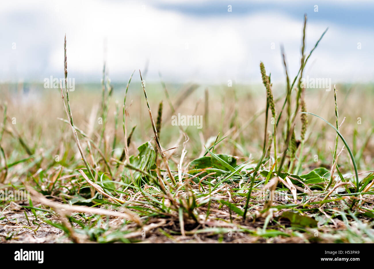 landscape grass bottom view close-up spring Stock Photo - Alamy