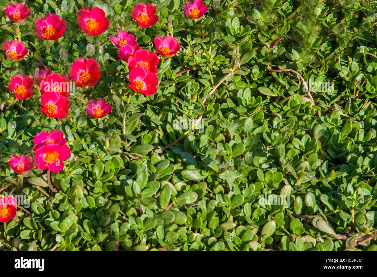 carpet of small pink flowers on the grass at the Egyptian Stock Photo ...