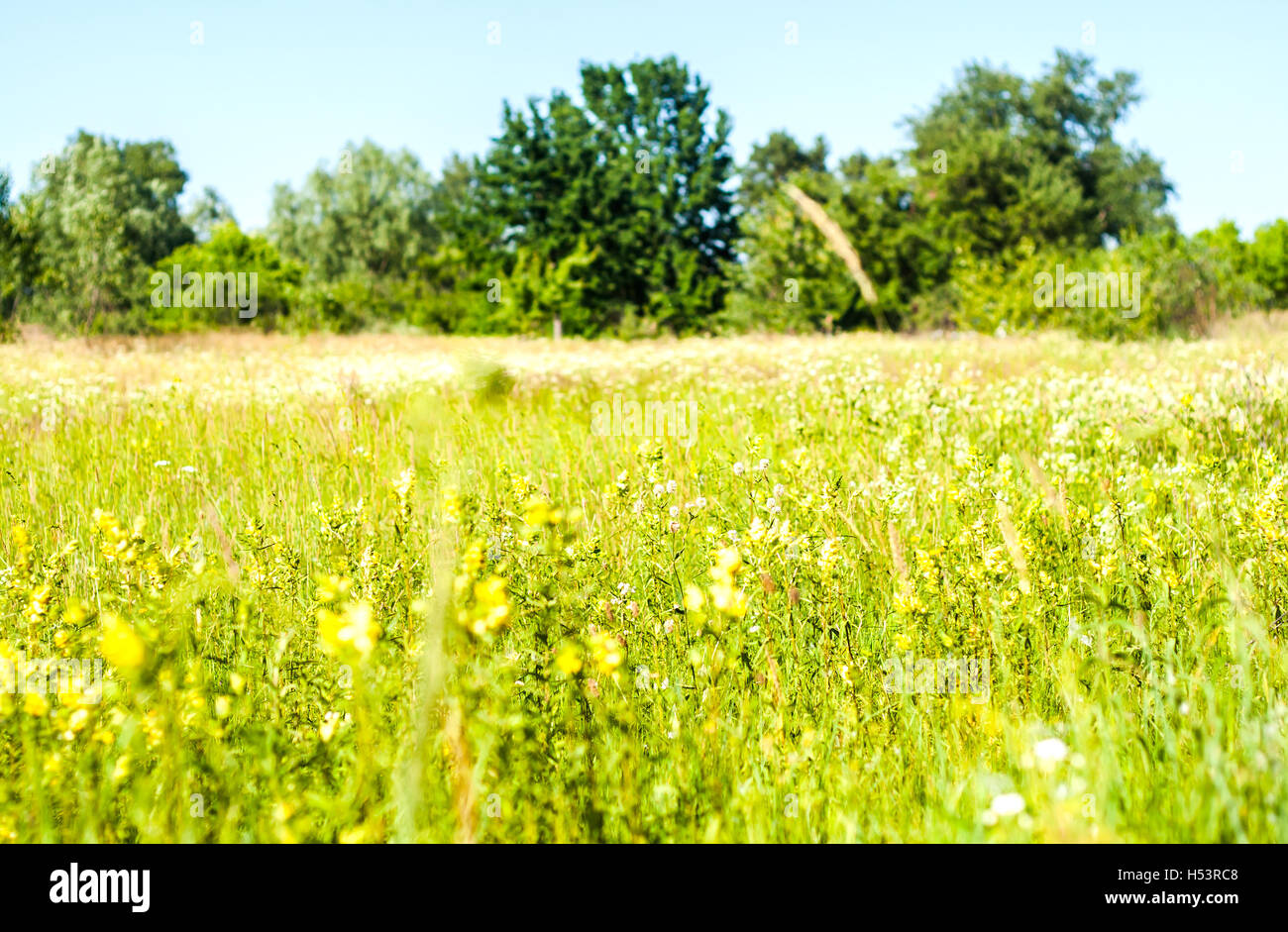 Summer field with flowers and forest in sunlight Stock Photo - Alamy