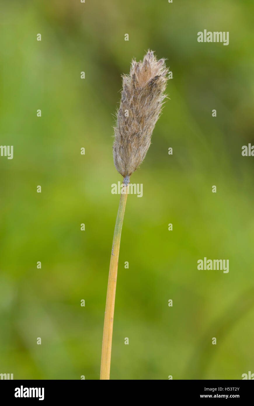 Alpine Foxtail High Resolution Stock Photography and Images - Alamy