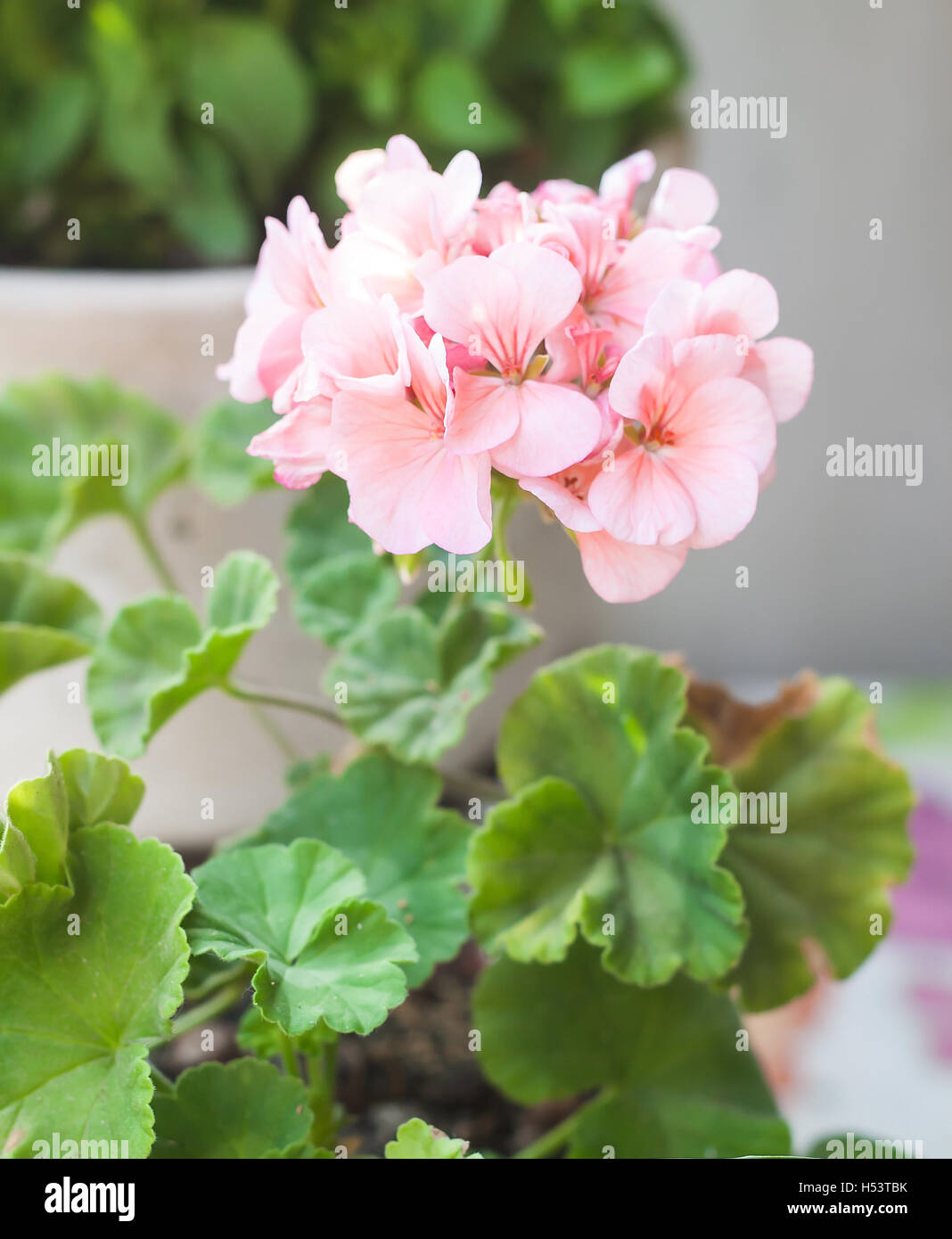 one flower pink geraniums in a flowerpot Stock Photo - Alamy