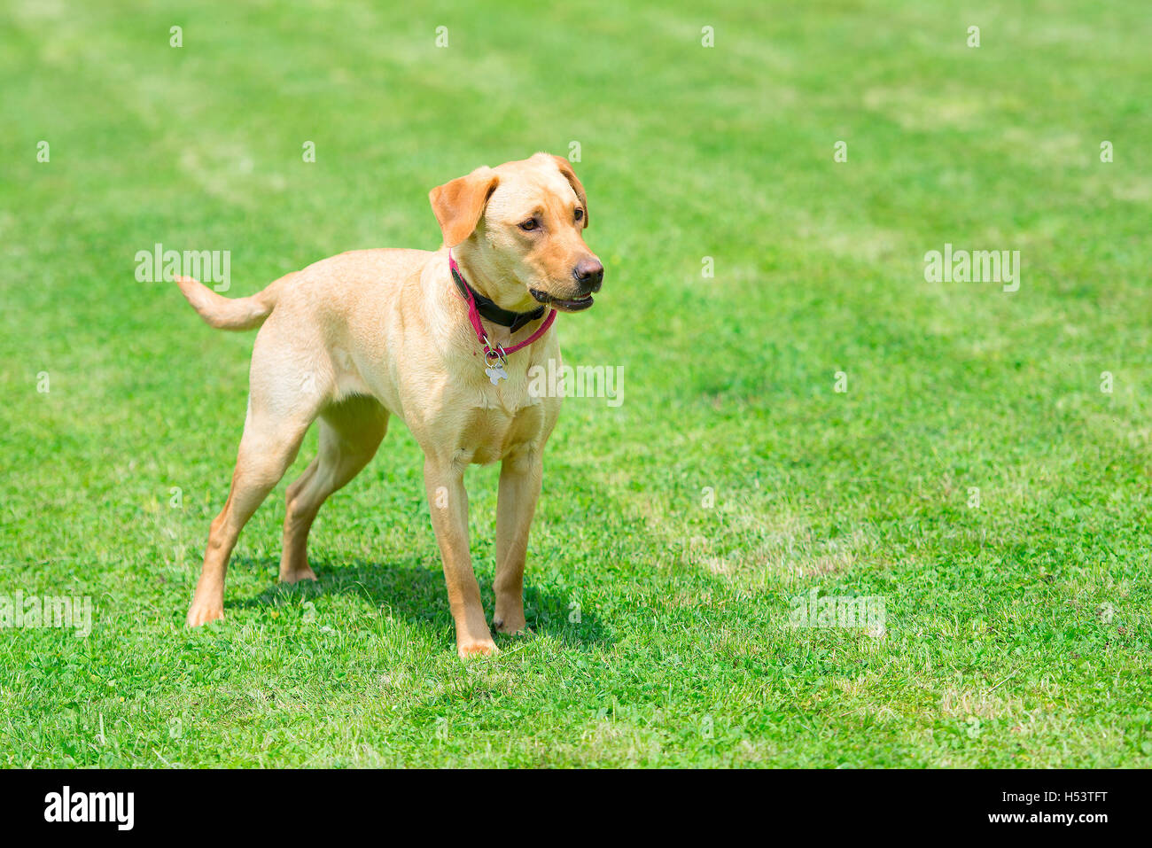Labrador dog breed in spring green grass Stock Photo - Alamy