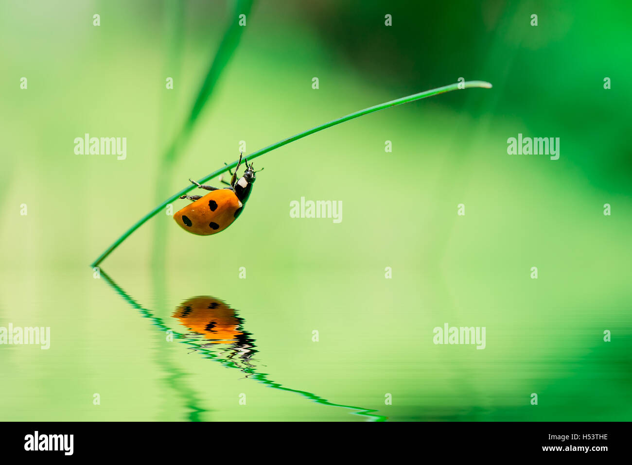 Ladybird on blade of grass upside water Stock Photo - Alamy