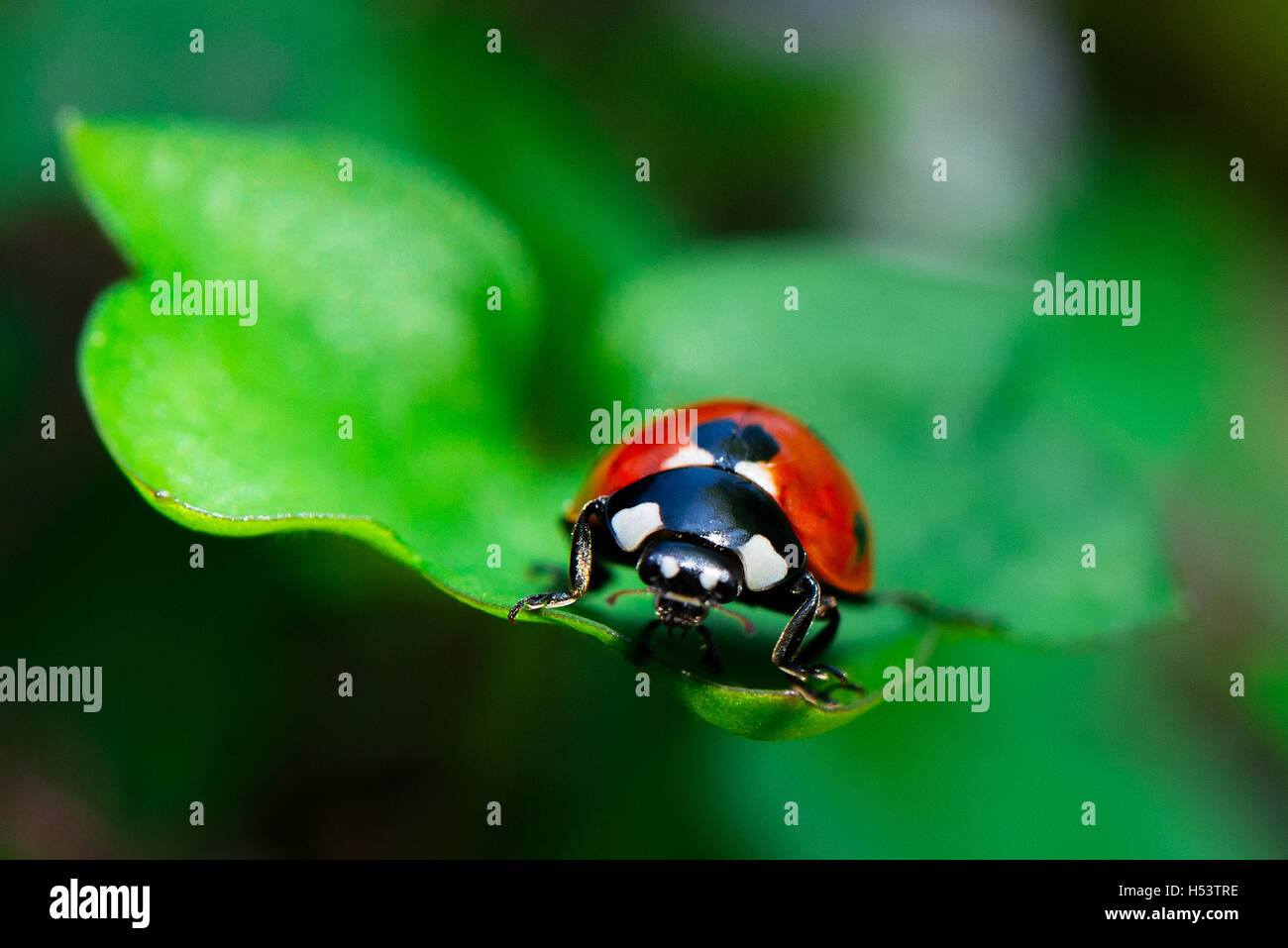 Ladybug on leaf Stock Photo - Alamy