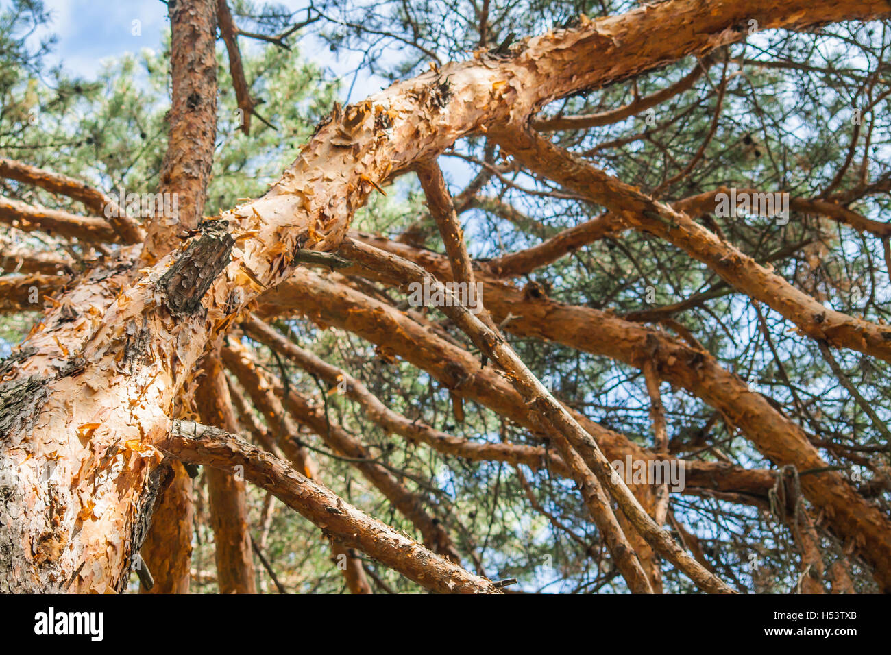 pine branches in a perspective view from above close-up Stock Photo - Alamy