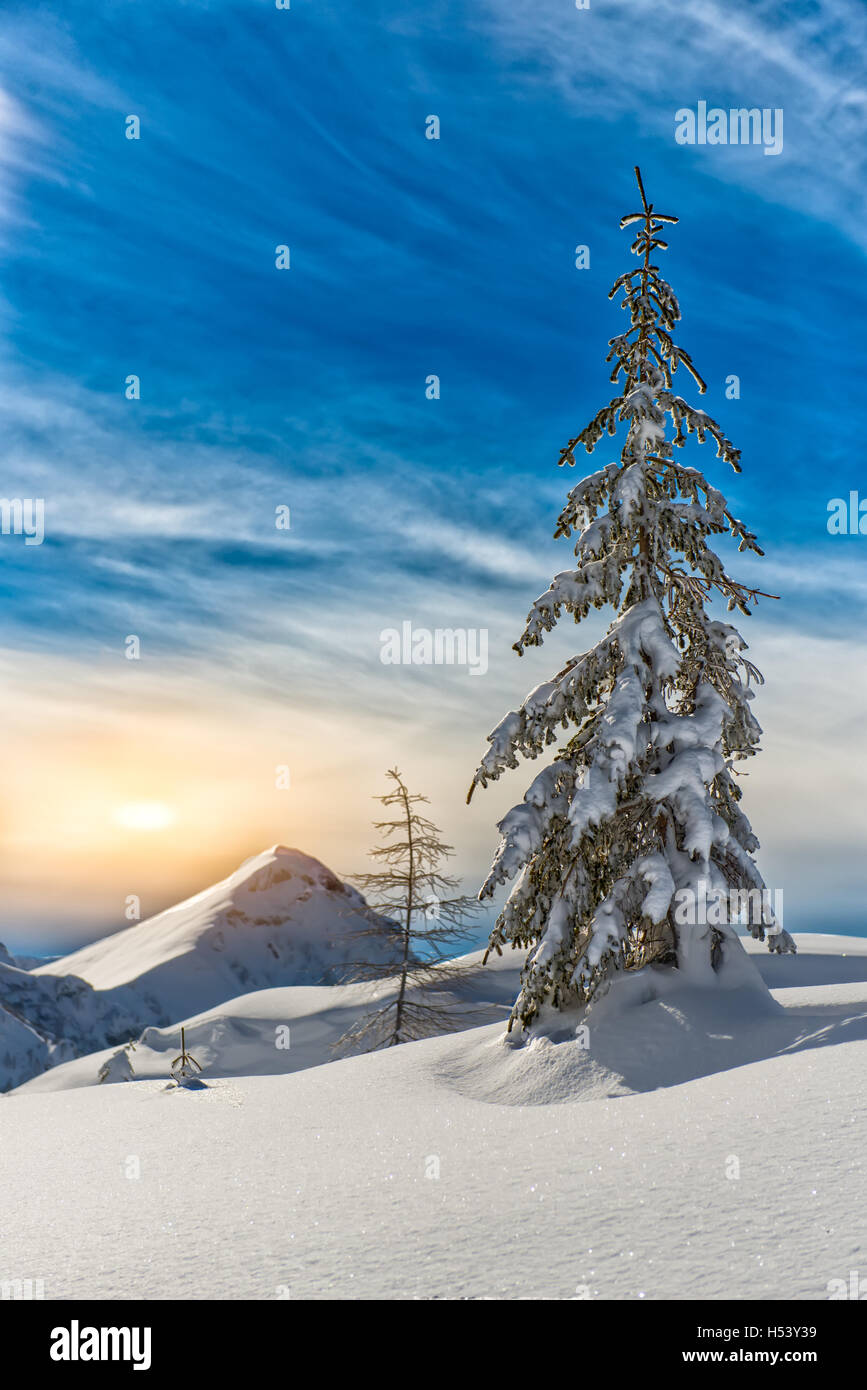 Lone pine tree in the snow Stock Photo - Alamy