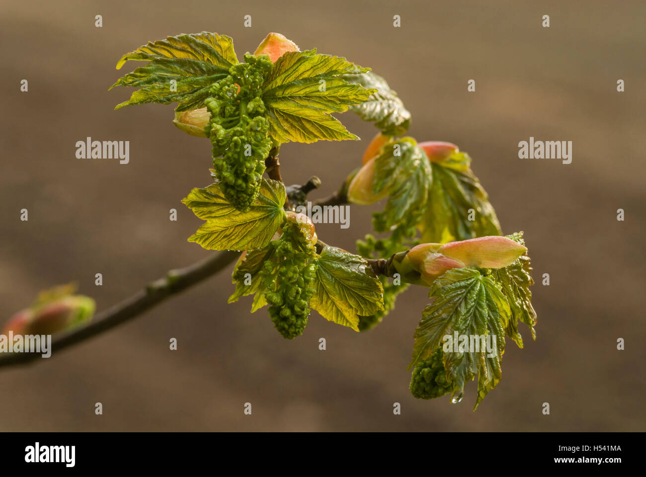 Sycamore (Acer pseudoplatanus) flowers and buds breaking into leaf ...