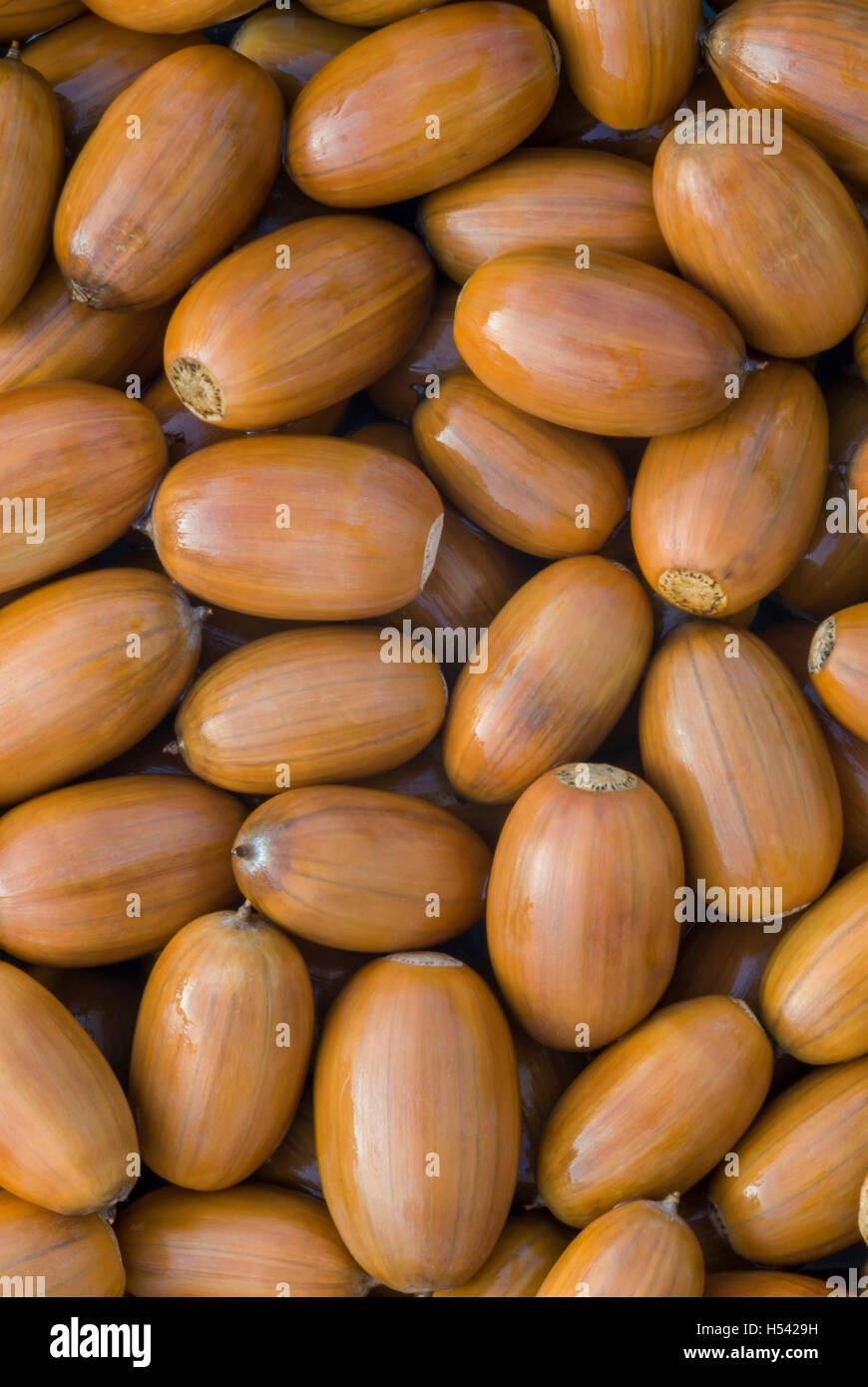 Oak acorn acorns hi-res stock photography and images - Alamy