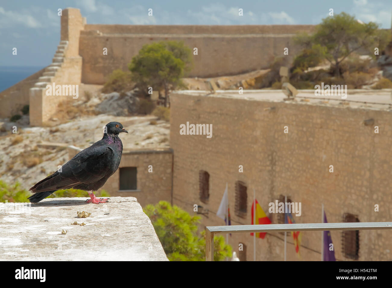 pigeon perched on a stone in santa barbara castle, alicante Stock Photo ...