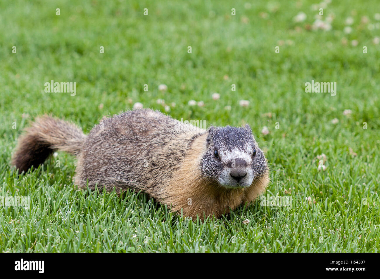 Largest north american ground squirrel hi-res stock photography and ...