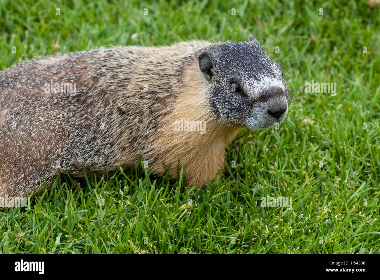 North american ground squirrel hi-res stock photography and images - Alamy