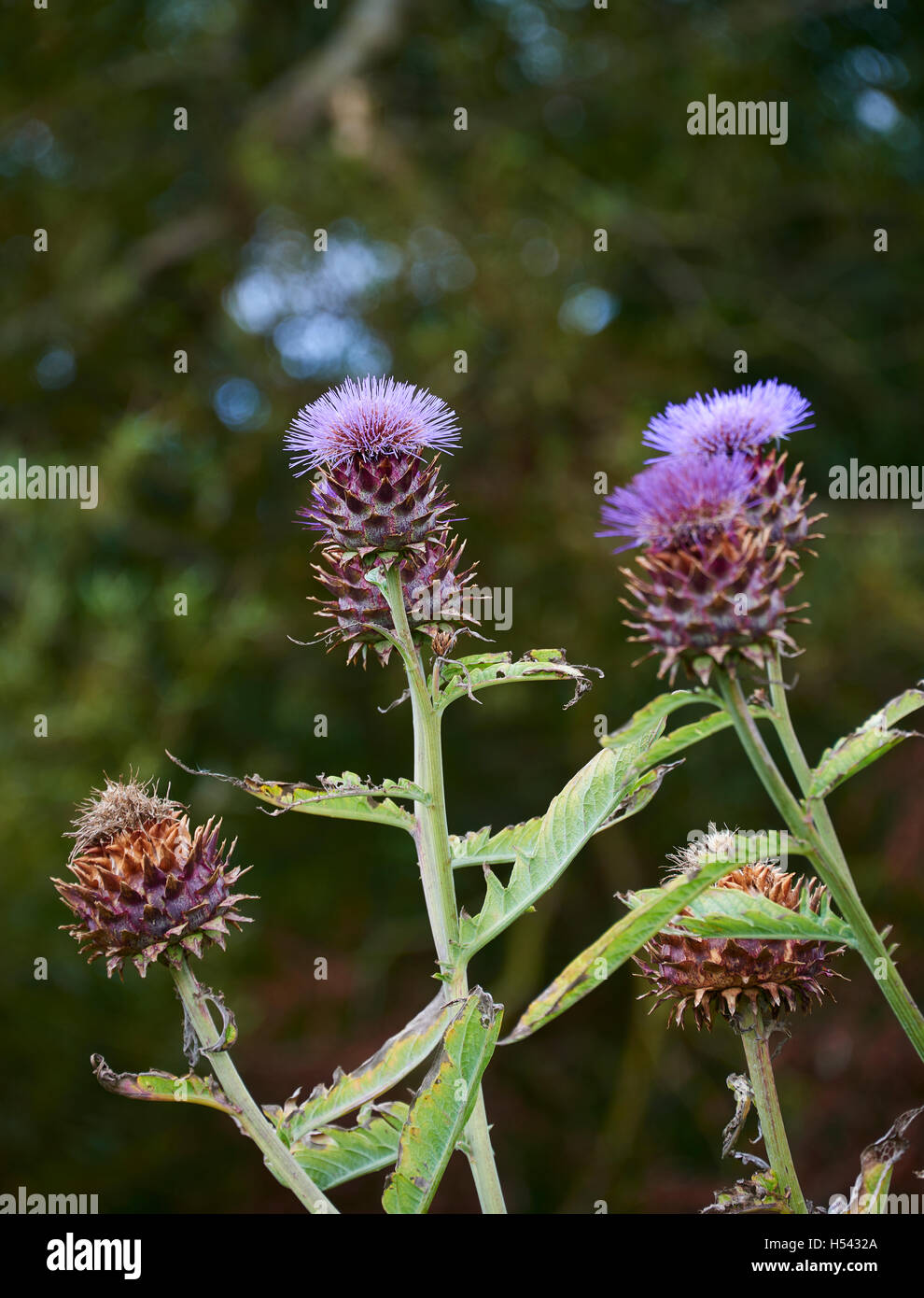The cardoon (Cynara cardunculus), also called the artichoke thistle ...