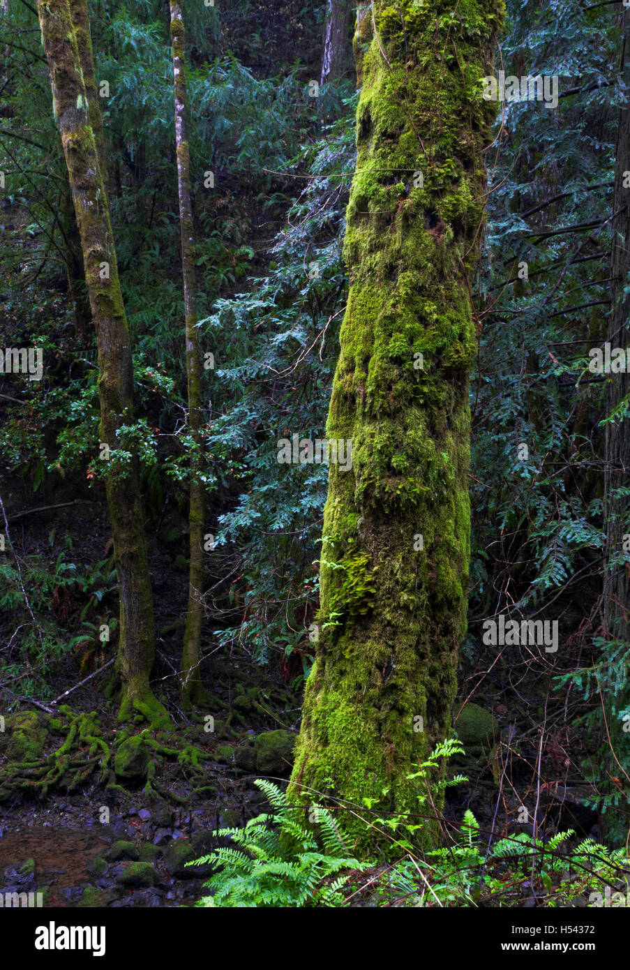 Moss covered tree in enchanted forest Stock Photo - Alamy