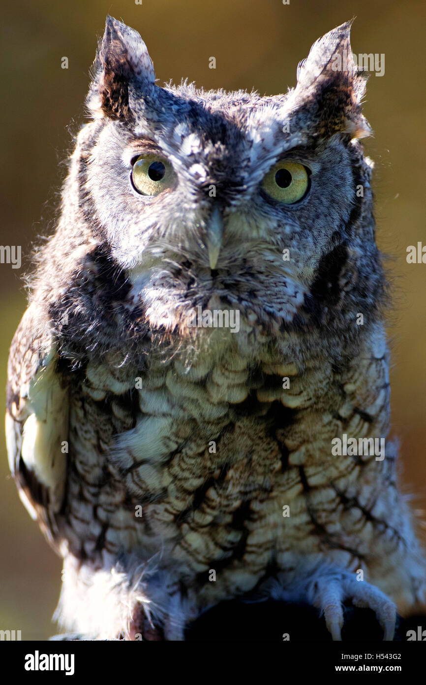 Portrait of Eastern Screech Owl Stock Photo - Alamy