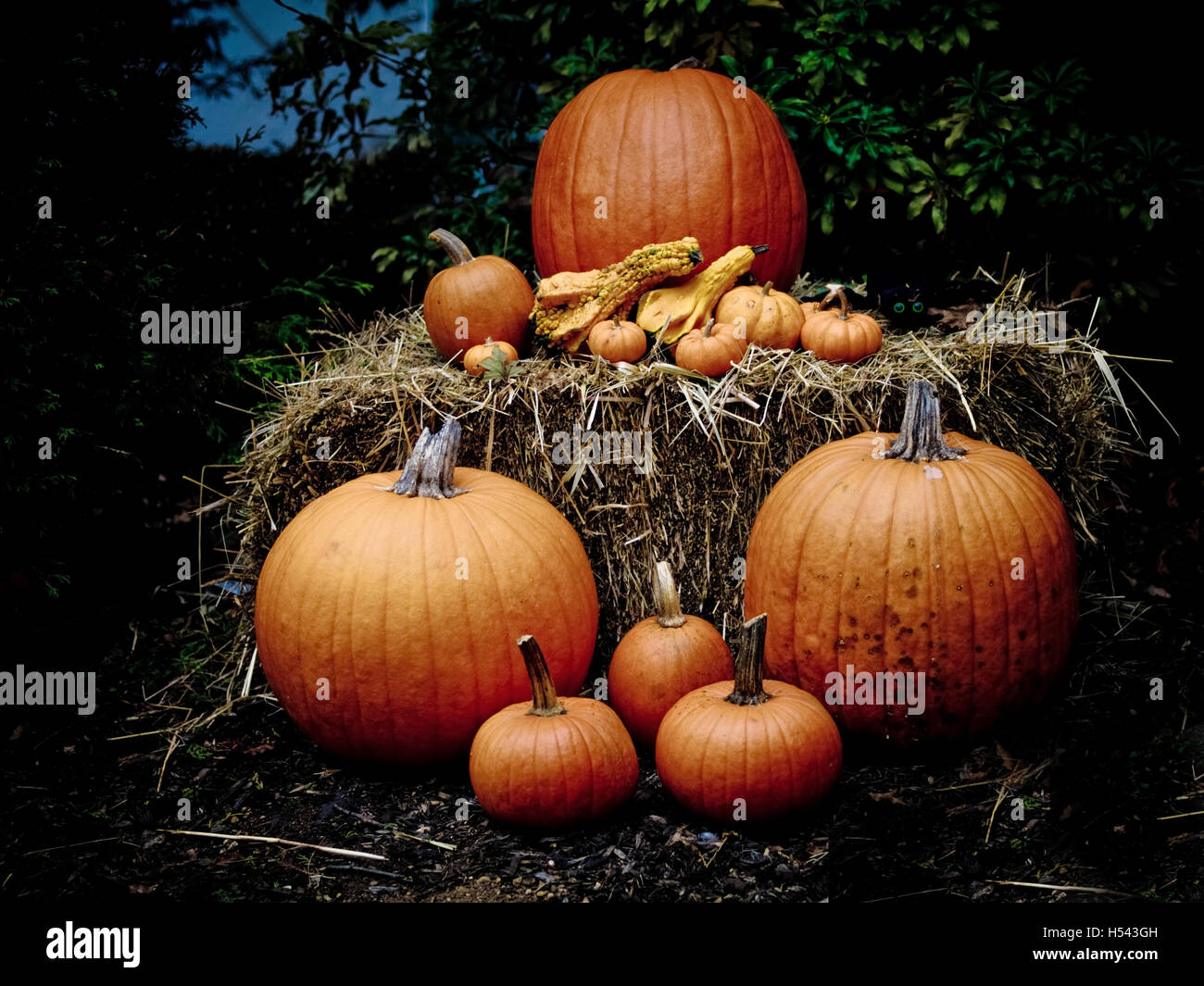 Pumpkins on a hay bale at dusk Stock Photo - Alamy