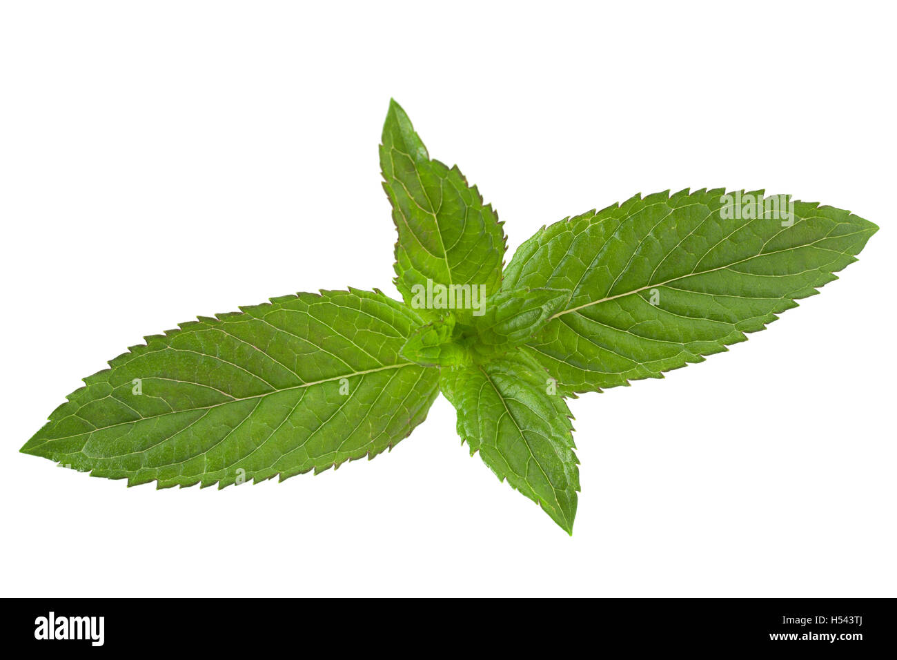 Peppermint leaf closeup isolated on white background Stock Photo - Alamy