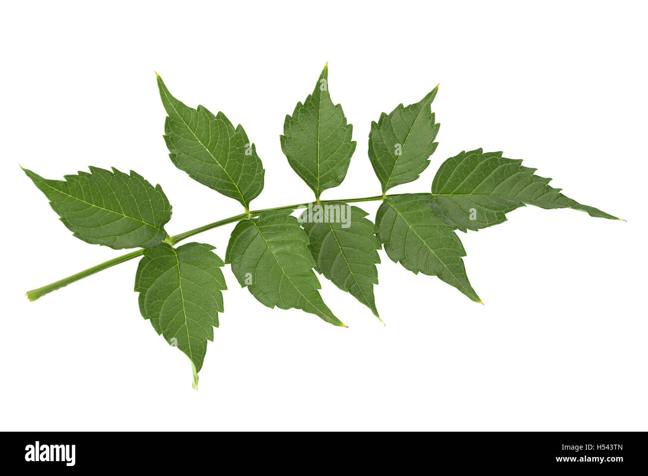 Trumpet creeper leaf closeup isolated on white Stock Photo - Alamy