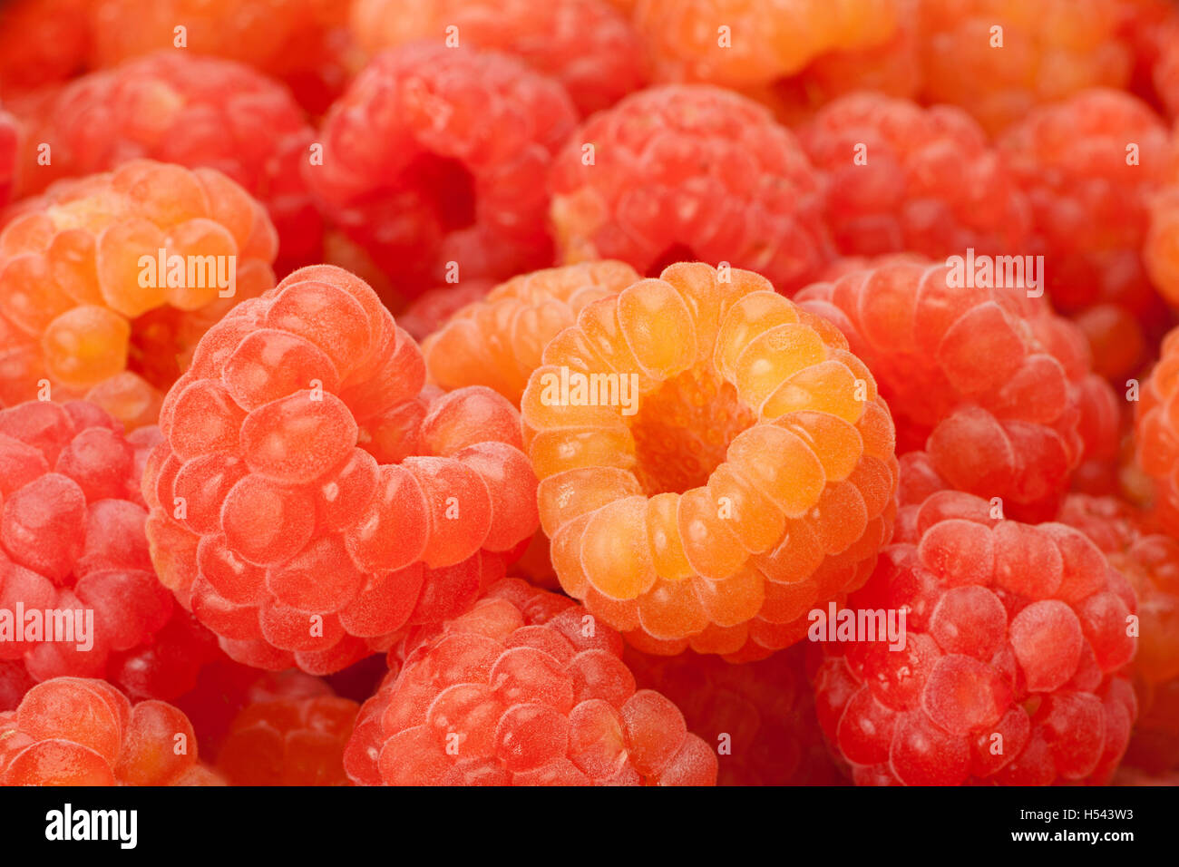 Rose raspberry fruit closeup view background Stock Photo - Alamy
