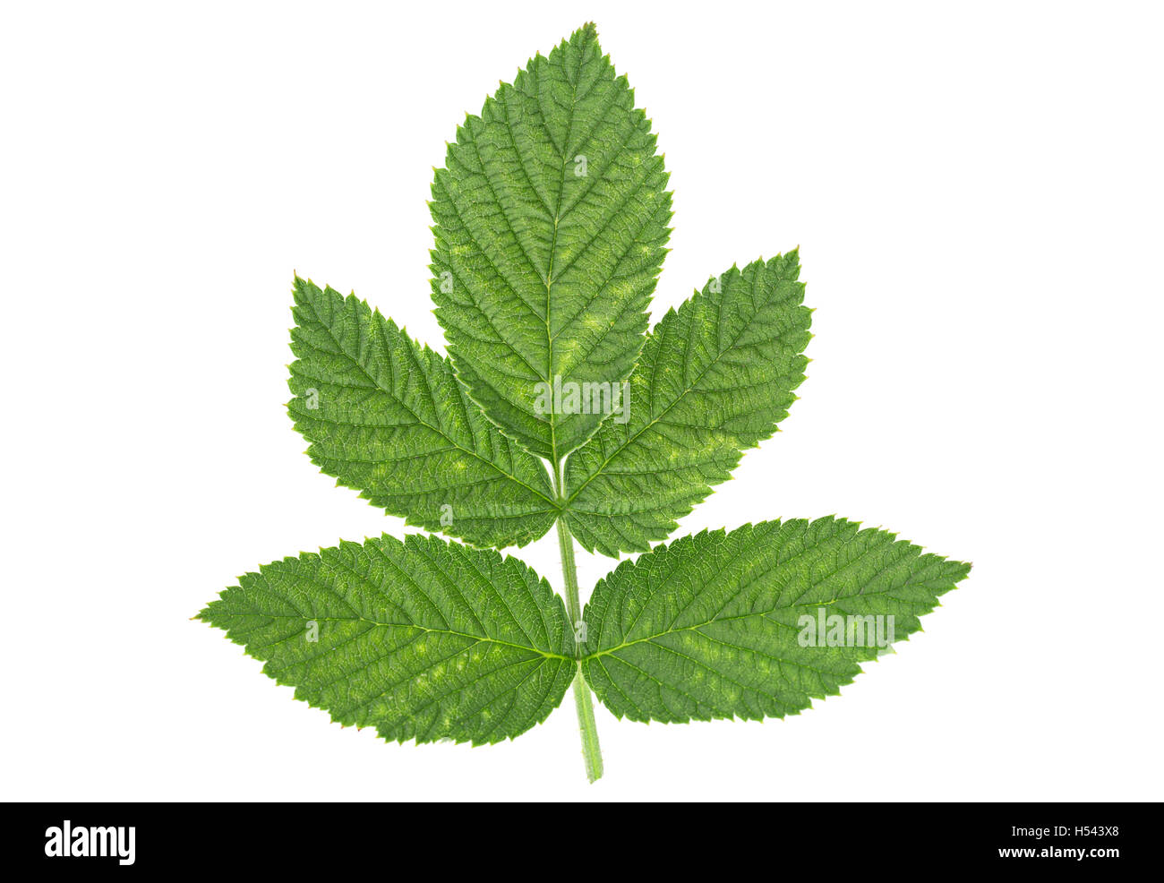 Raspberry leaf closeup isolated on white background Stock Photo - Alamy