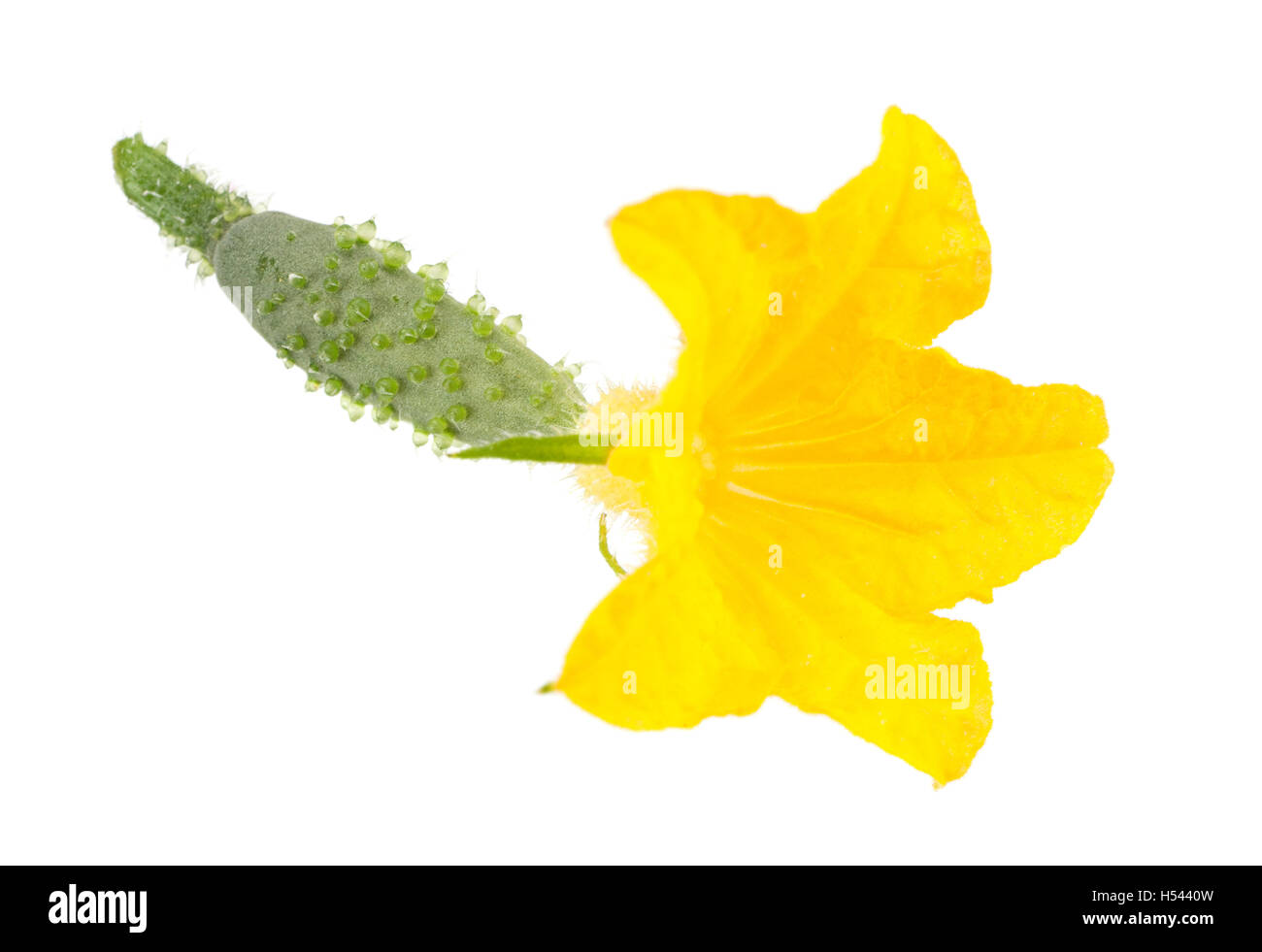 Cucumber flower hi-res stock photography and images - Alamy