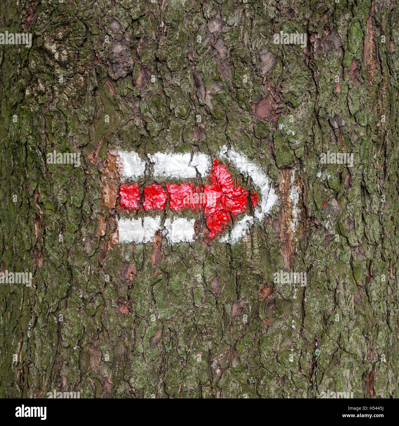 Czech tourist sign on tree trunk bark wood, hiking Stock Photo - Alamy
