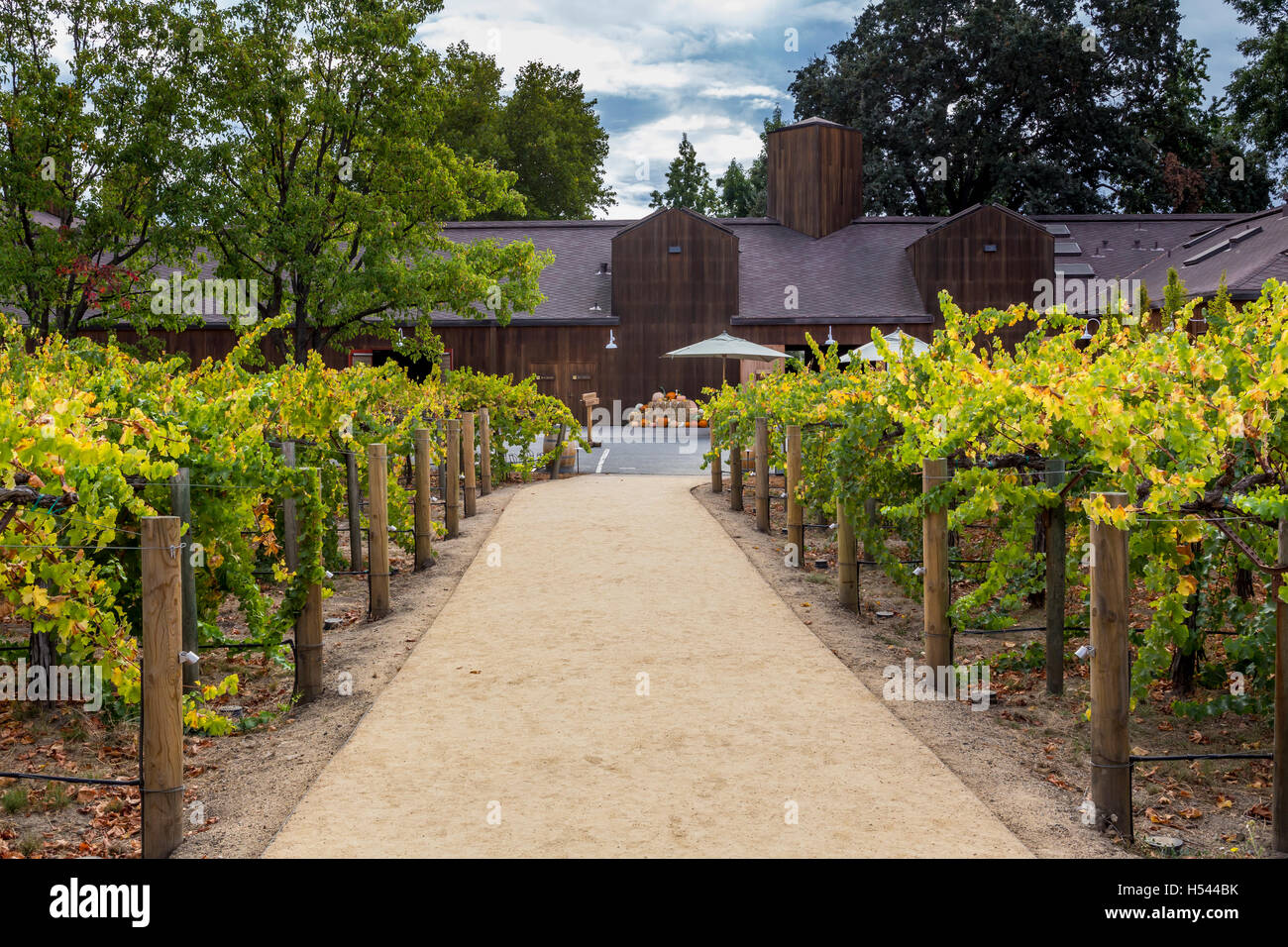 Sauvignon blanc grapes, grapes, grapevines, grape vineyard, vineyard ...