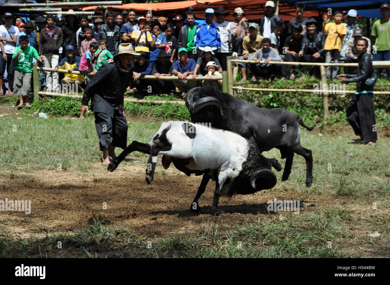 Garut, Indonesia - 15 January 2012: Bighorn sheep fighting competition ...