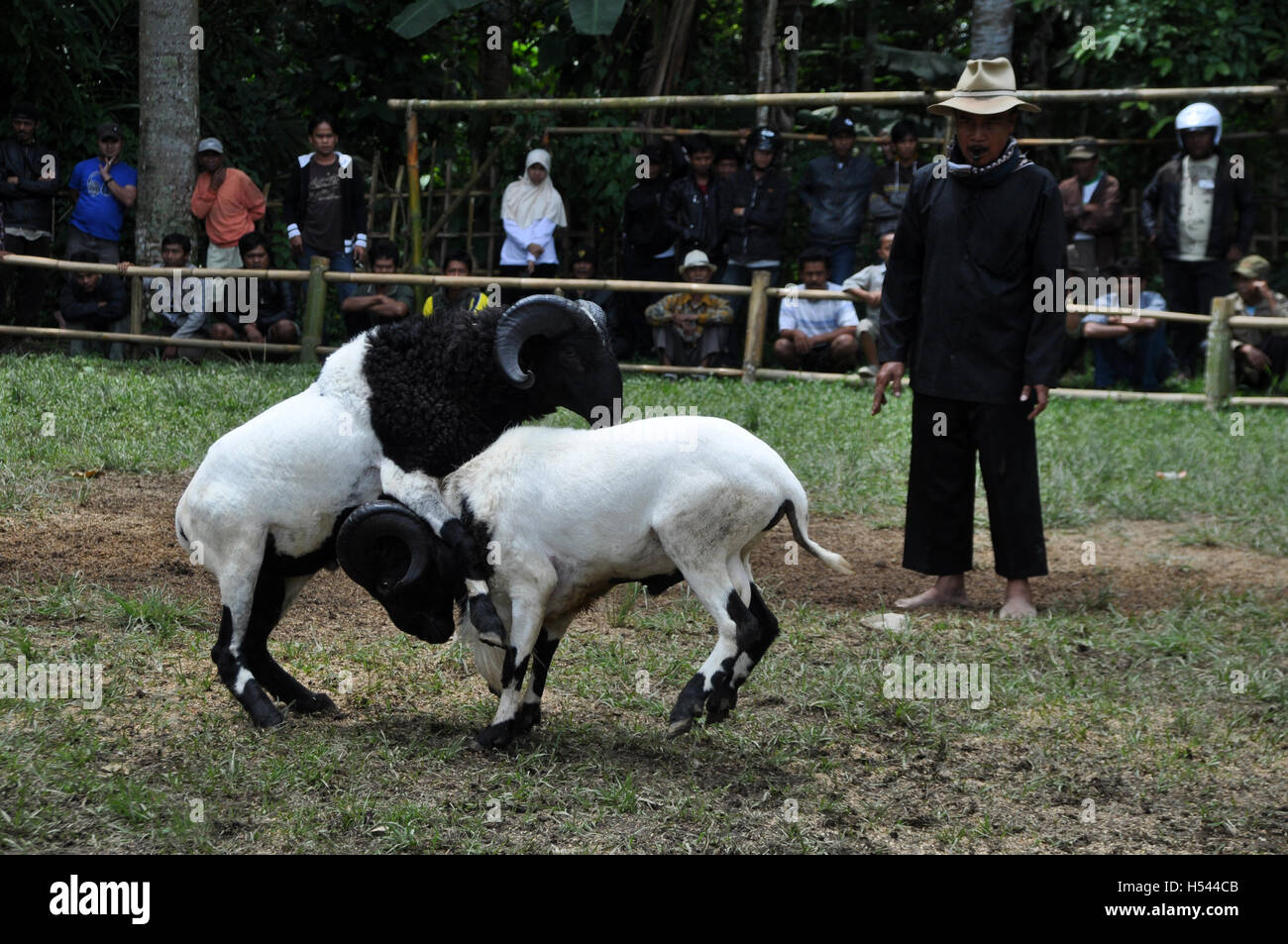 Sheep fighting hi-res stock photography and images - Alamy