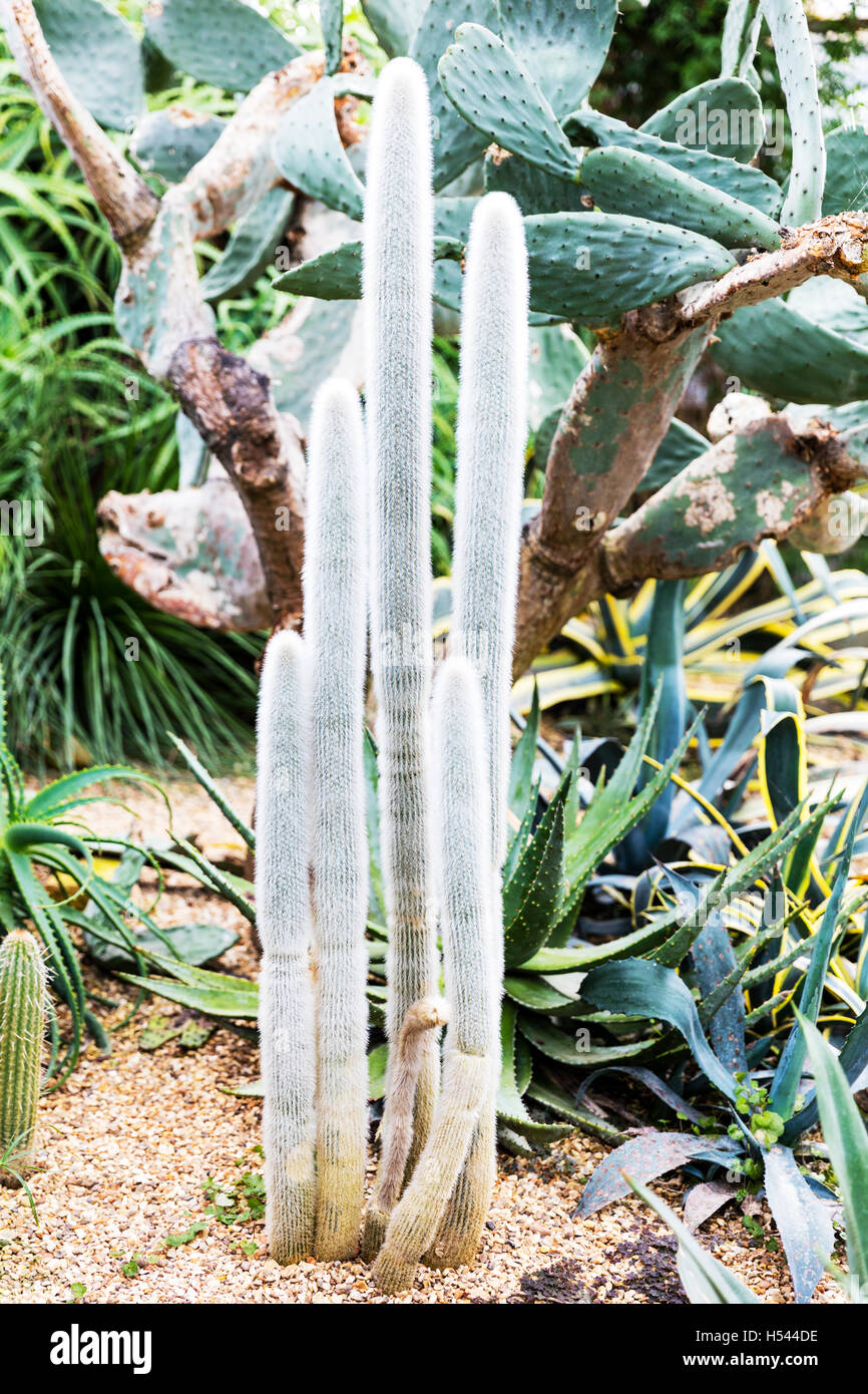 Cacti cactus plants various cacti plant planted together succulents ...