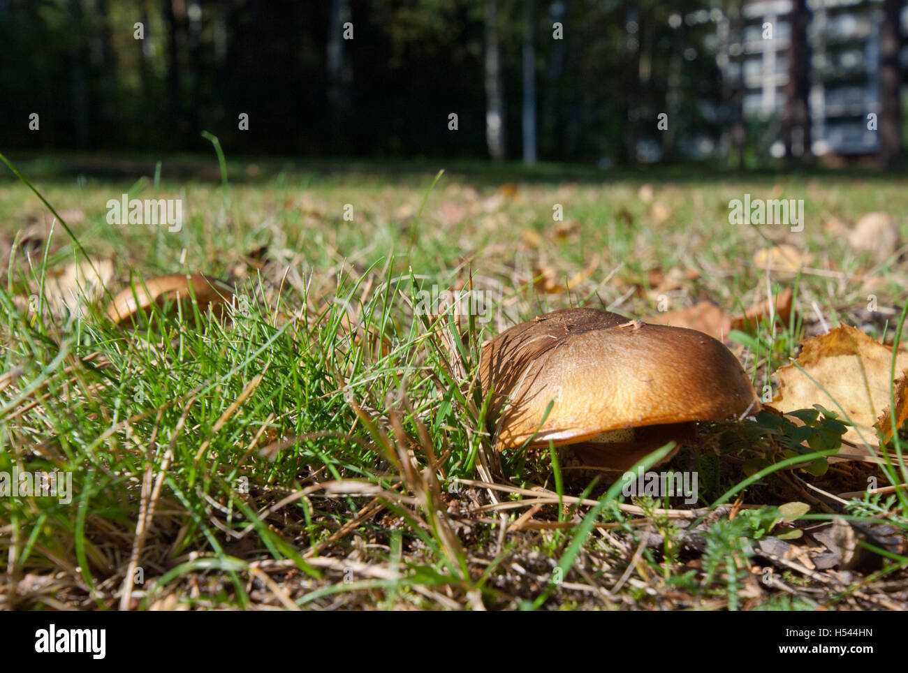 Mushroom Suillus luteus Stock Photo - Alamy