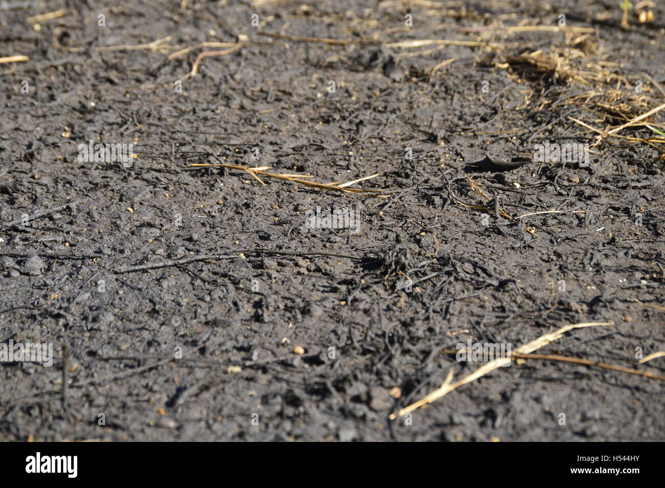 Land contaminated by oil. Pollution Stock Photo - Alamy