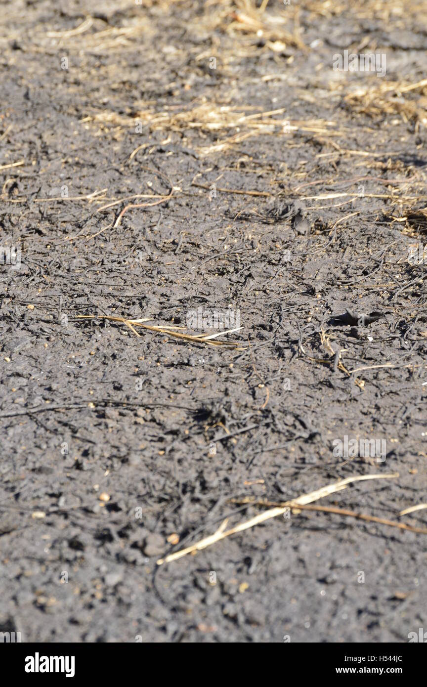 Land contaminated by oil. Pollution Stock Photo - Alamy