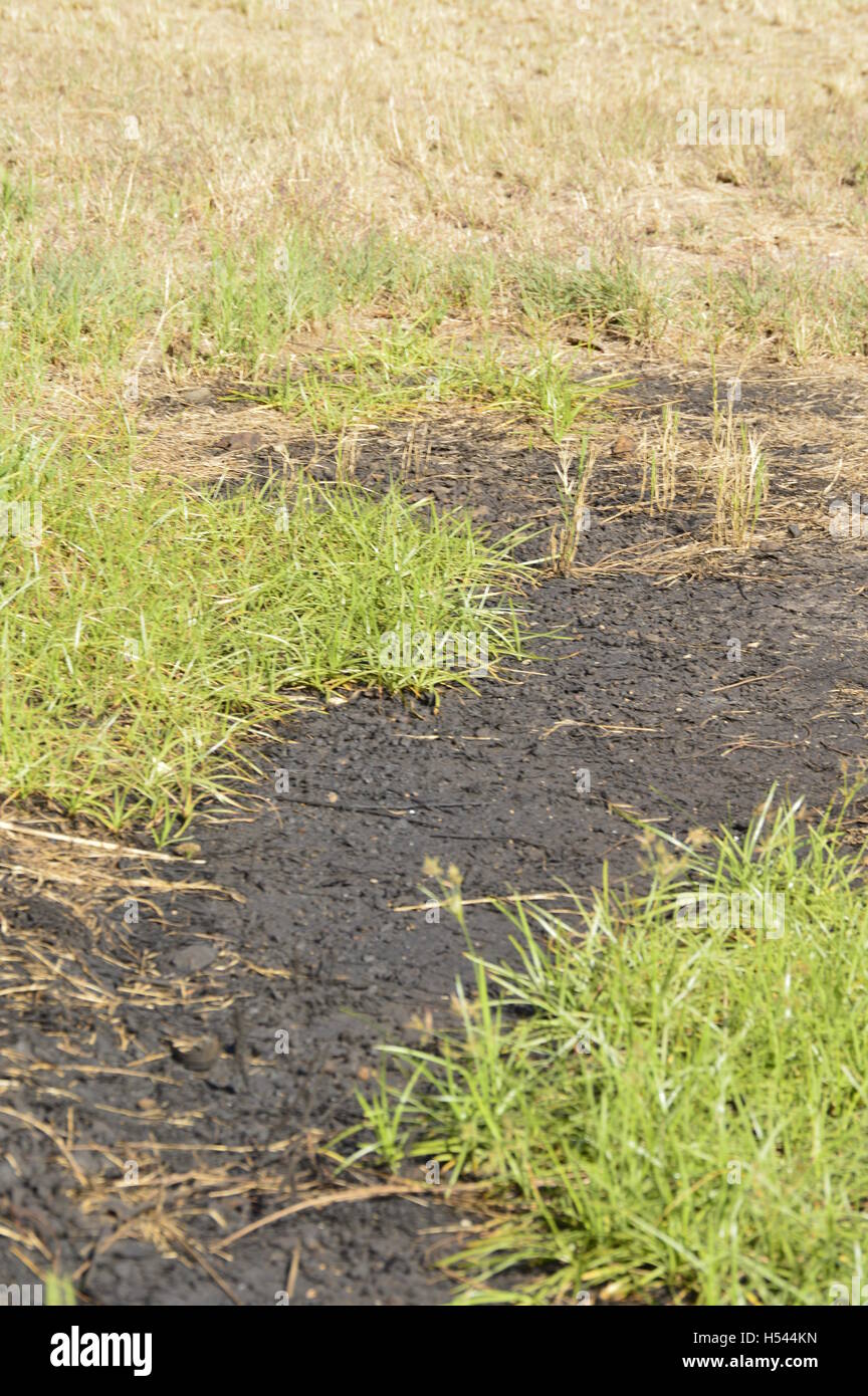 Land contaminated oil pollution hi-res stock photography and images - Alamy