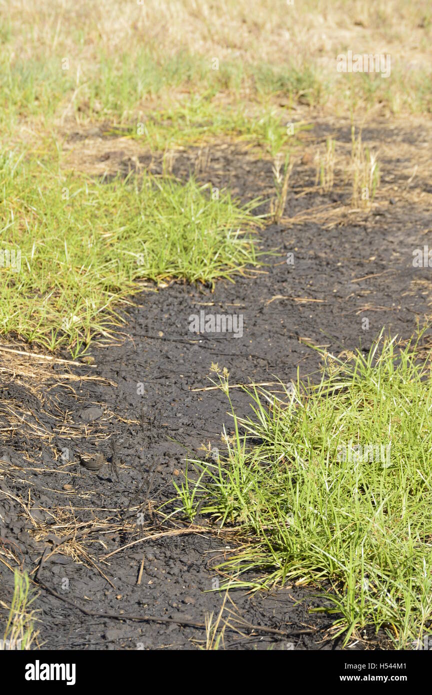 Land contaminated by oil. Pollution Stock Photo - Alamy