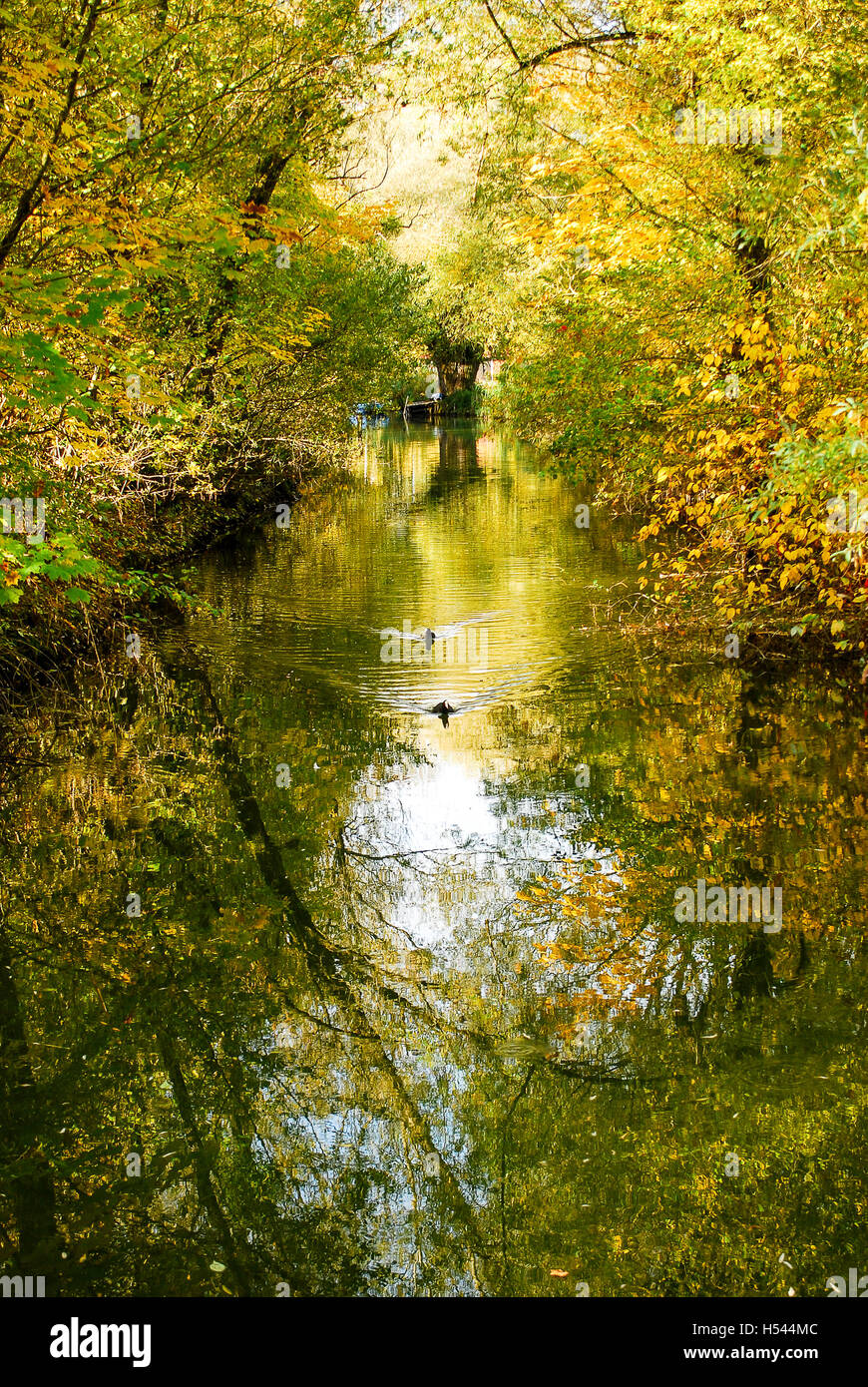 A river flows through trees in the forest Stock Photo - Alamy