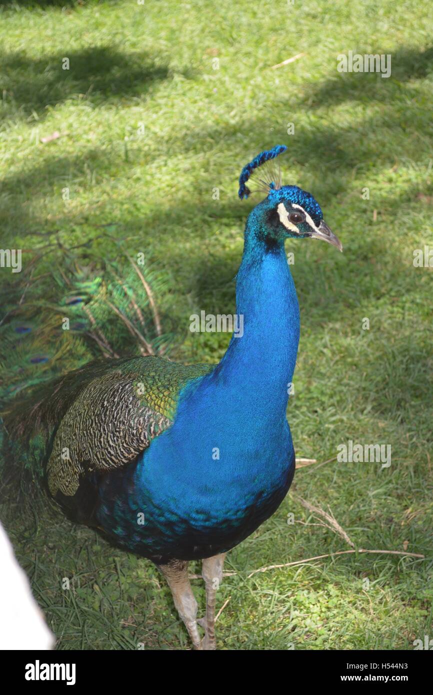 Photos of peacocks hi-res stock photography and images - Alamy
