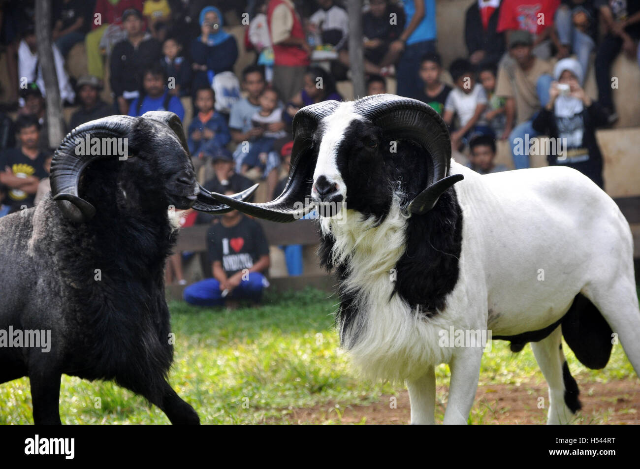 Garut, Indonesia - 15 January 2012: Bighorn sheep fighting competition ...