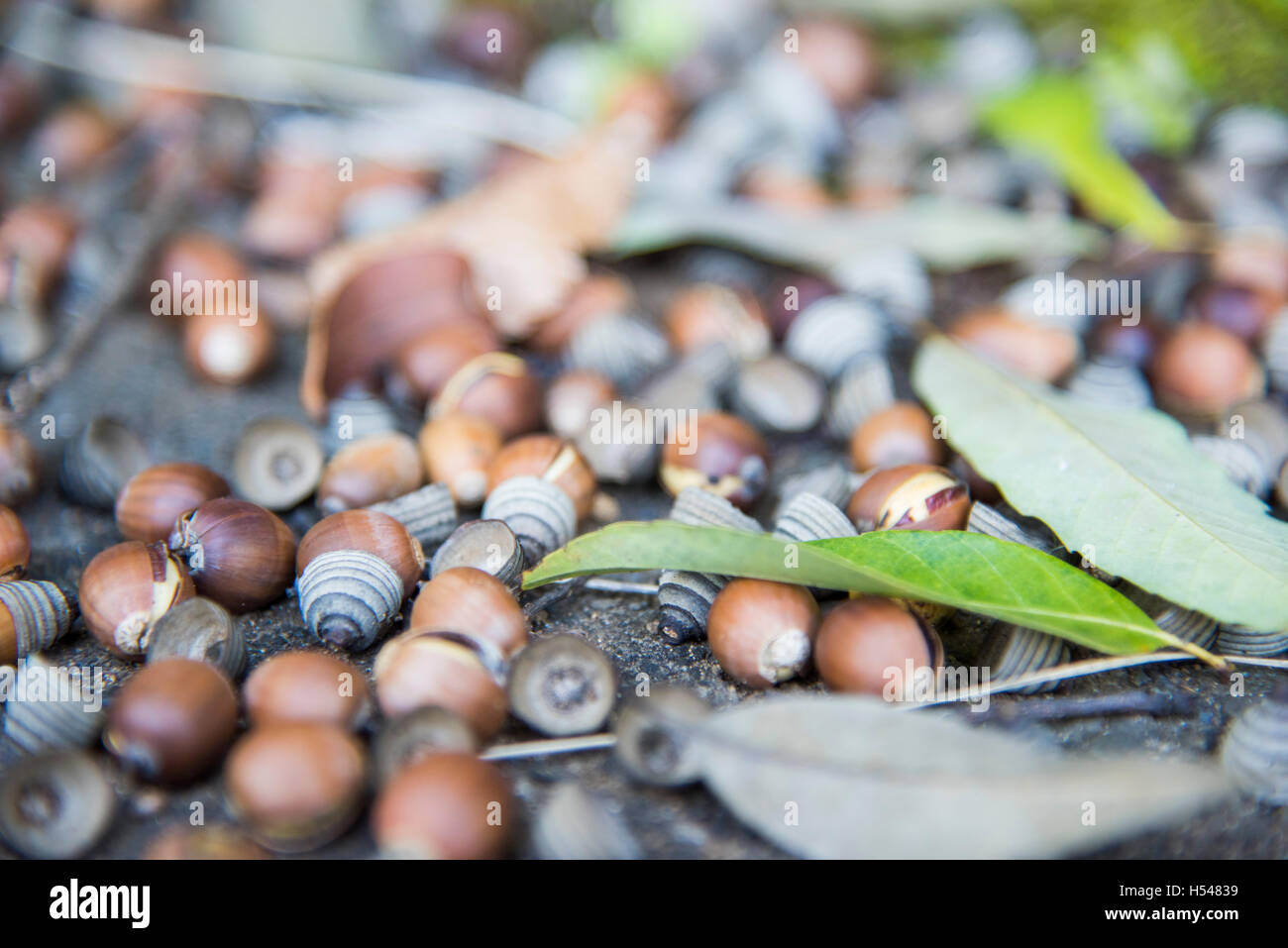 Acorns, Tama City, Tokyo, Japan Stock Photo - Alamy