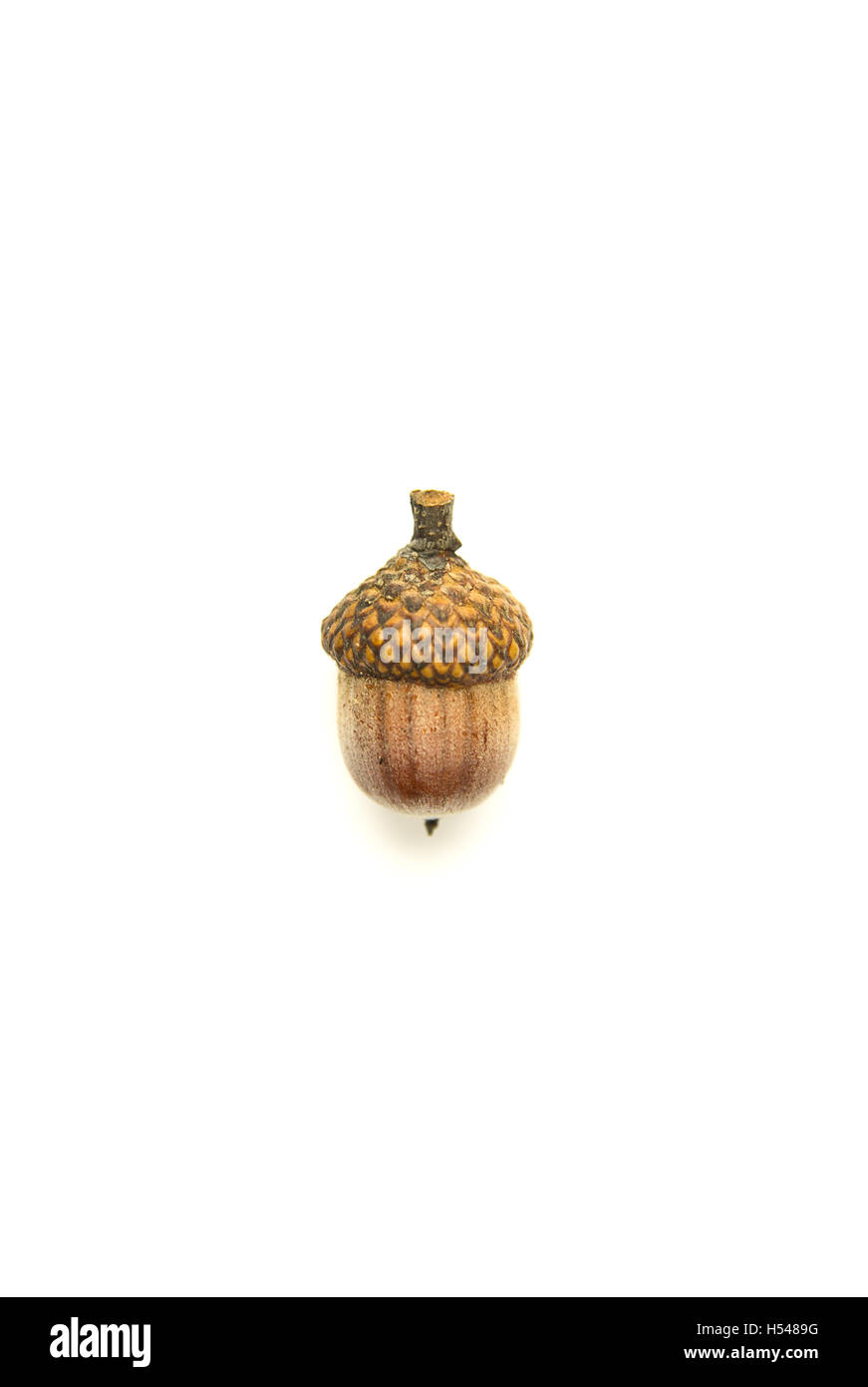 One acorn hi-res stock photography and images - Alamy