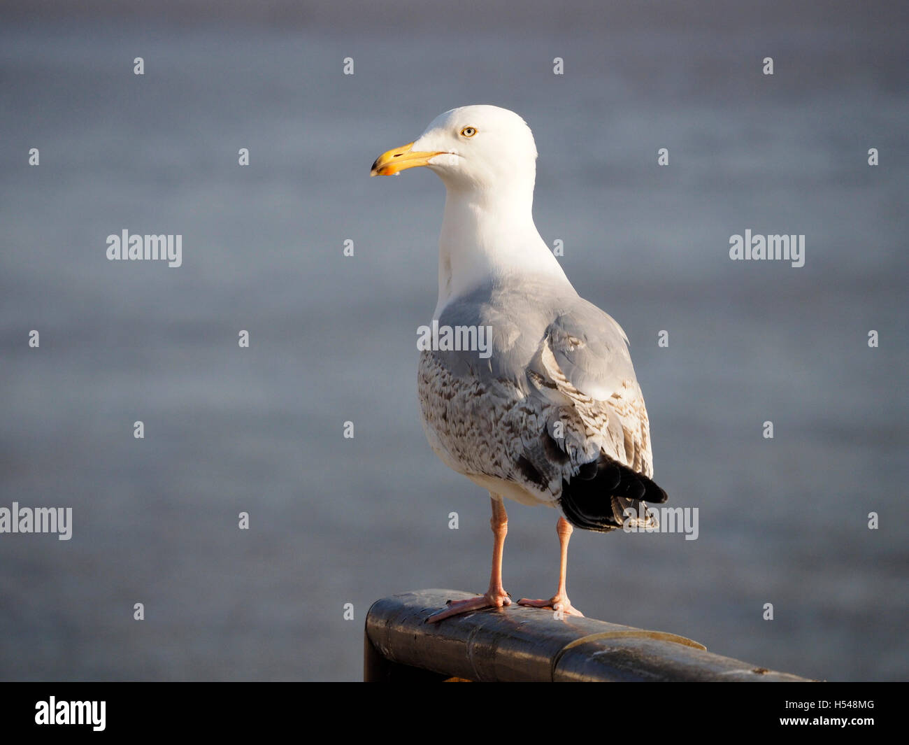 A seagull in Liverpool city centre Stock Photo - Alamy