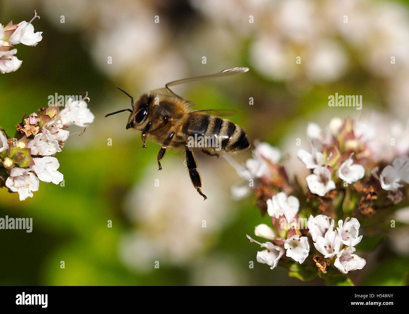 A bee in flight Stock Photo - Alamy