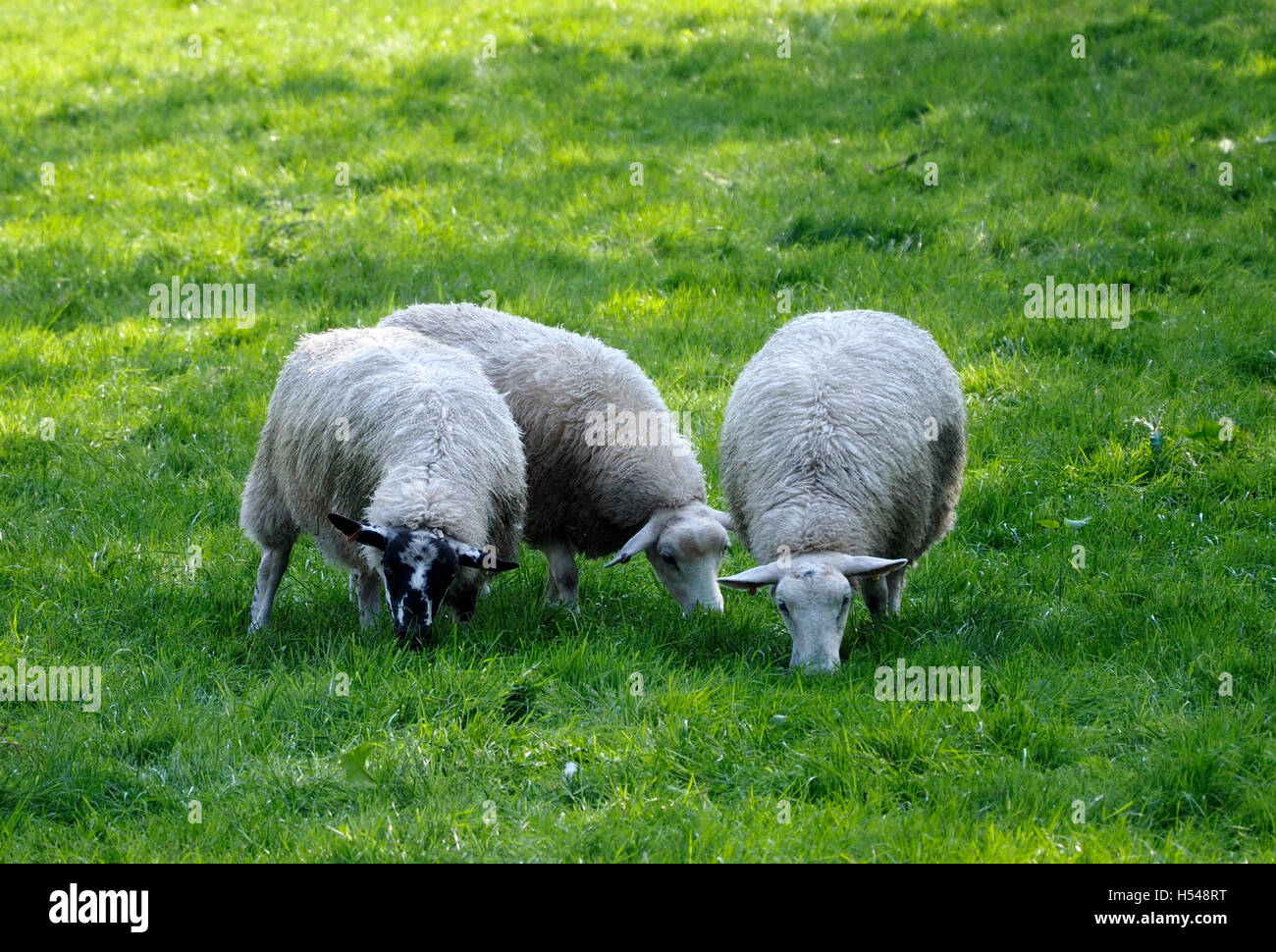 Sheep in a field Stock Photo - Alamy